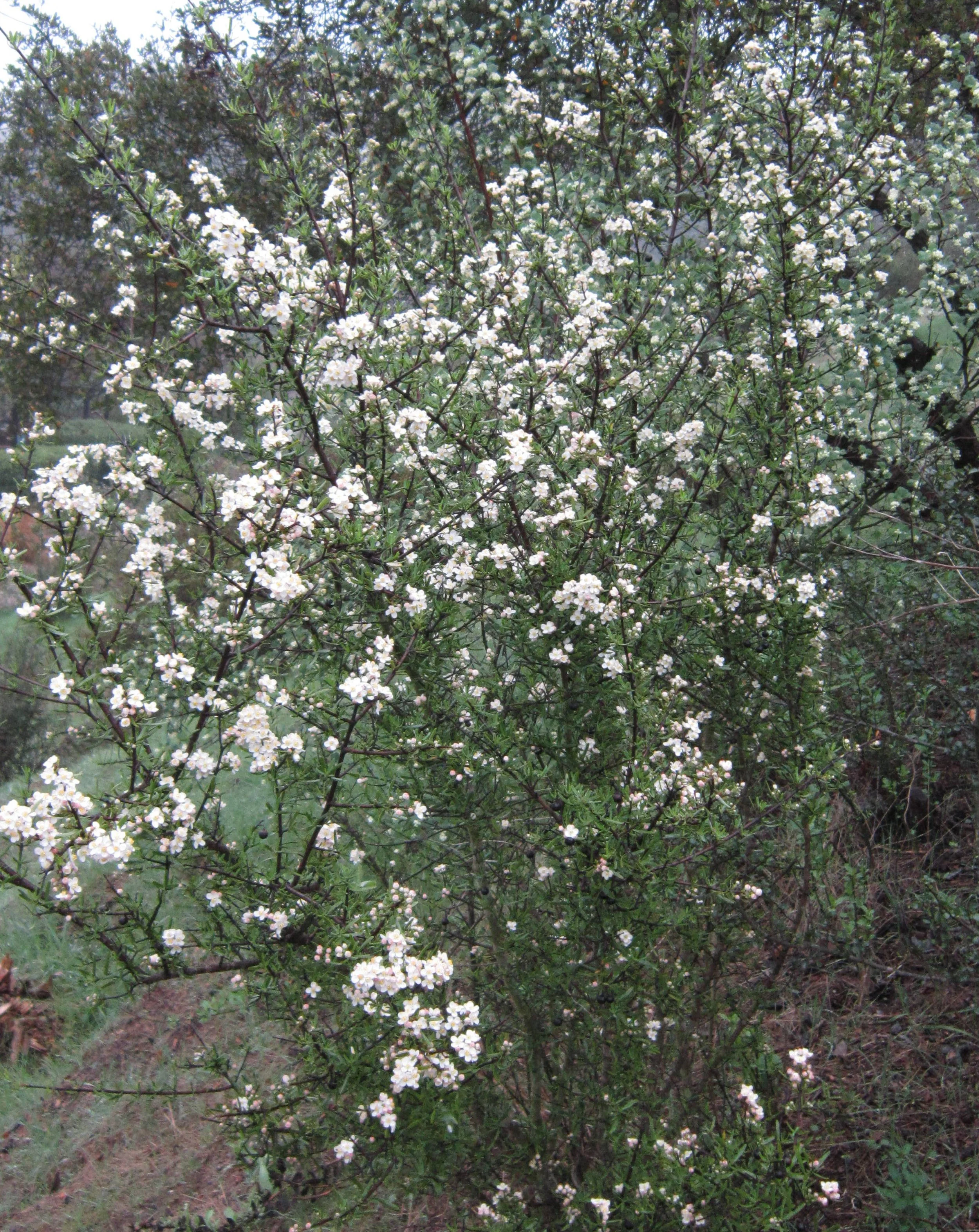 Overlooked Native Plants for the Garden Bush rue (Cneoridium dumosum ...