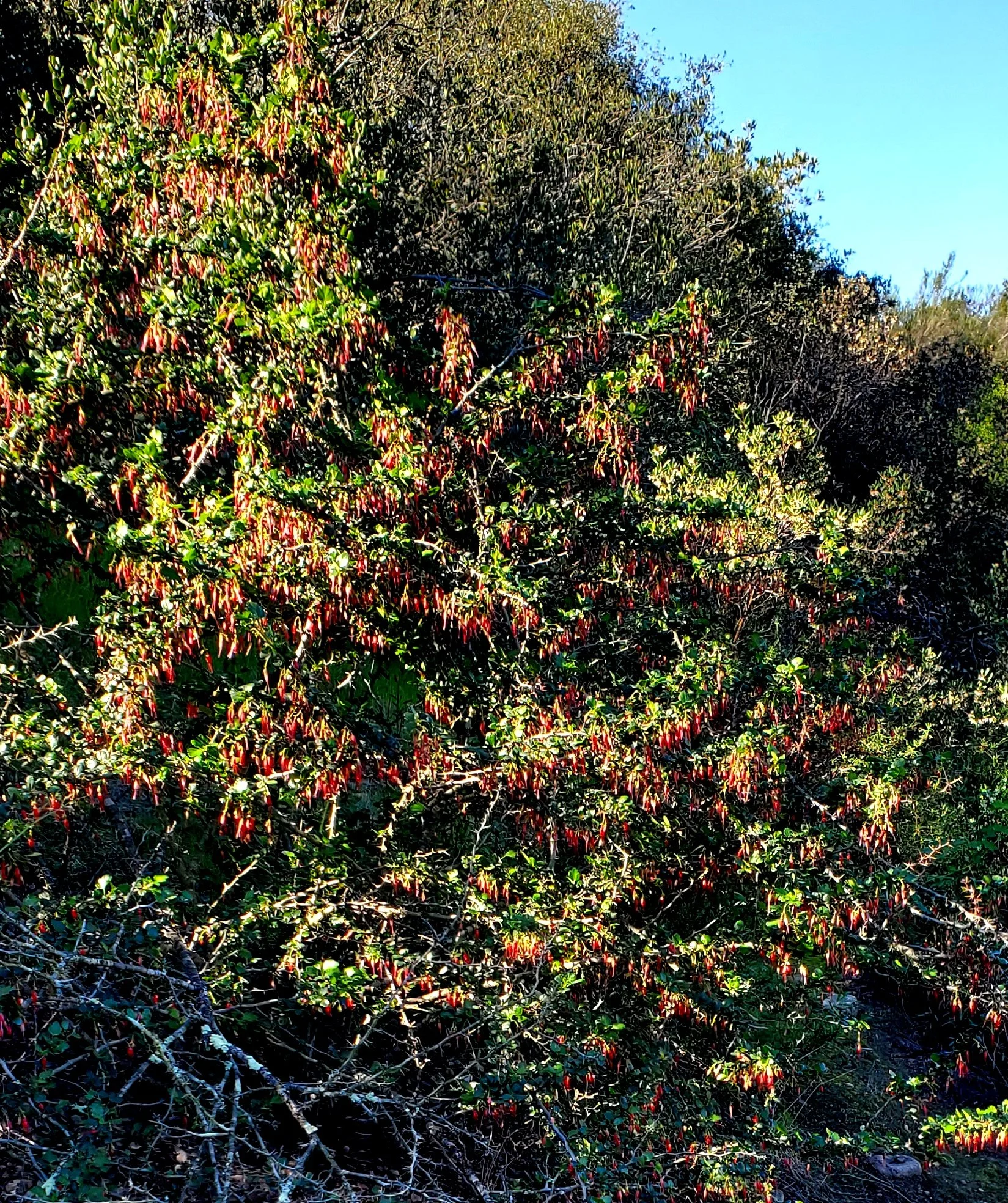 Overlooked Native Plants for the Native Garden: Ribes speciosum ...