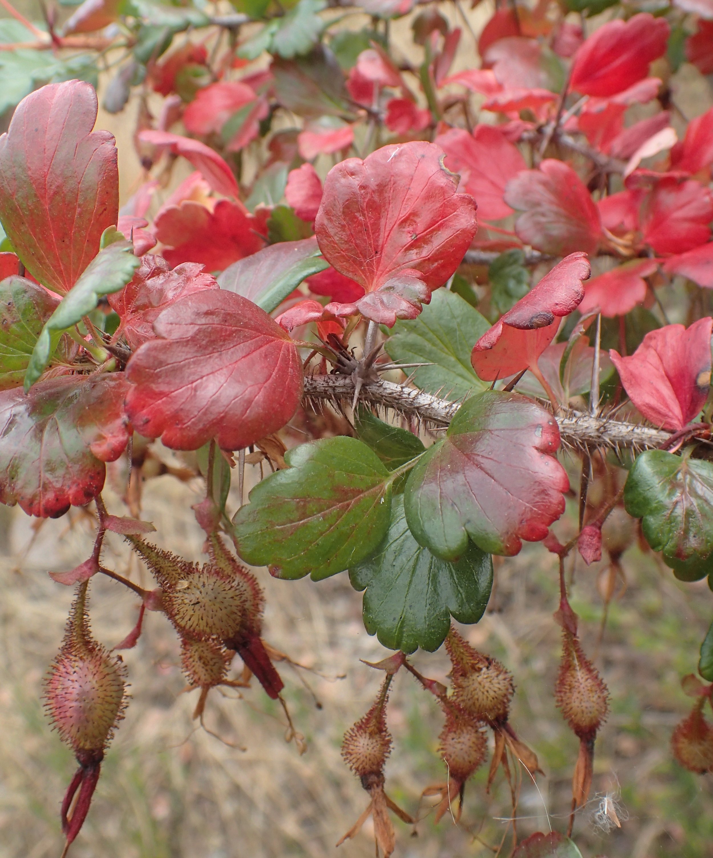Overlooked Native Plants for the Native Garden: Ribes speciosum ...