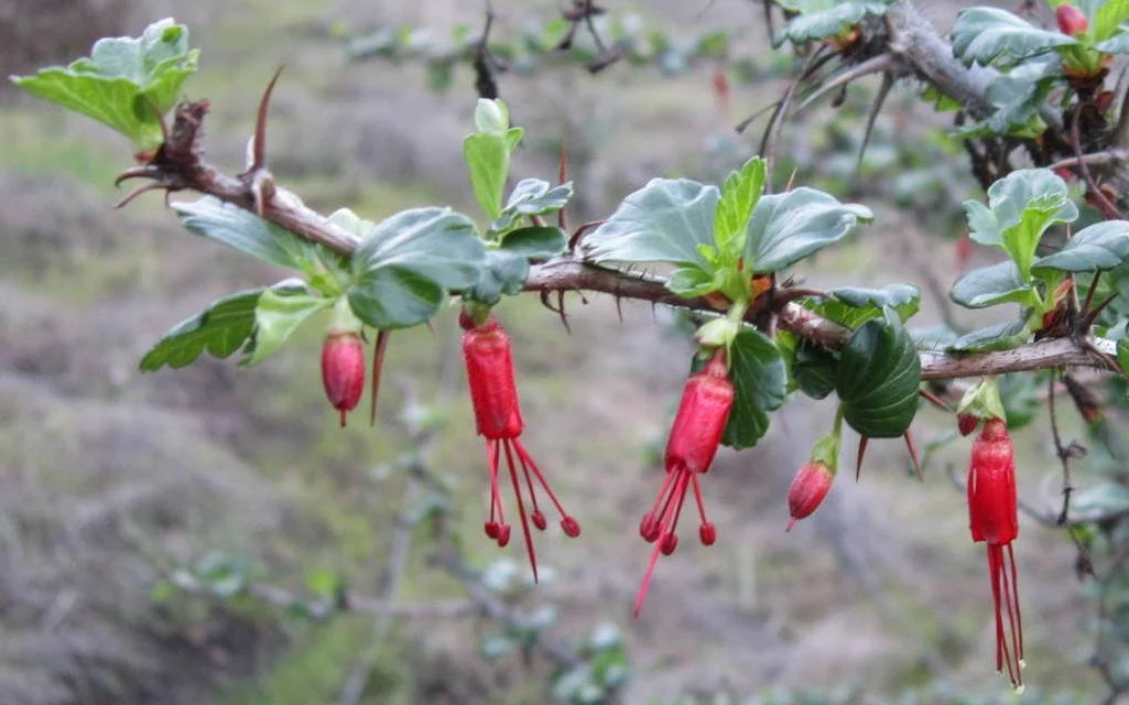 Overlooked Native Plants for the Native Garden: Ribes speciosum ...