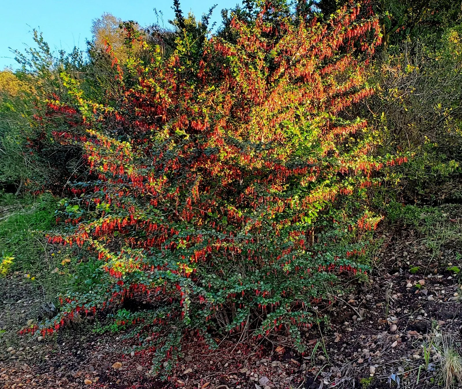 Overlooked Native Plants for the Native Garden: Ribes speciosum ...