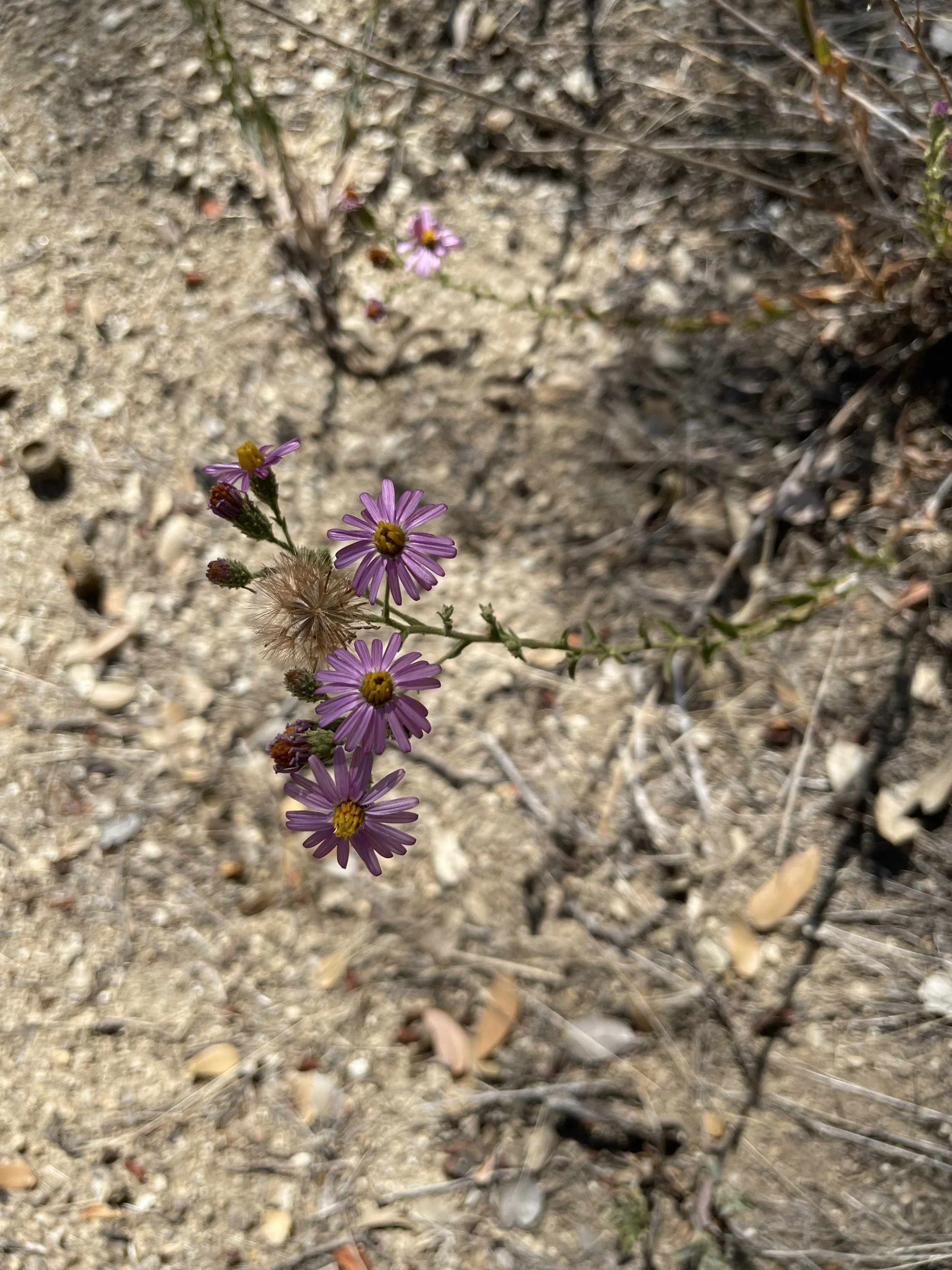 IN THE FIELD: Hiking the Pacific Crest Trail in the Caliente Wilderness ...