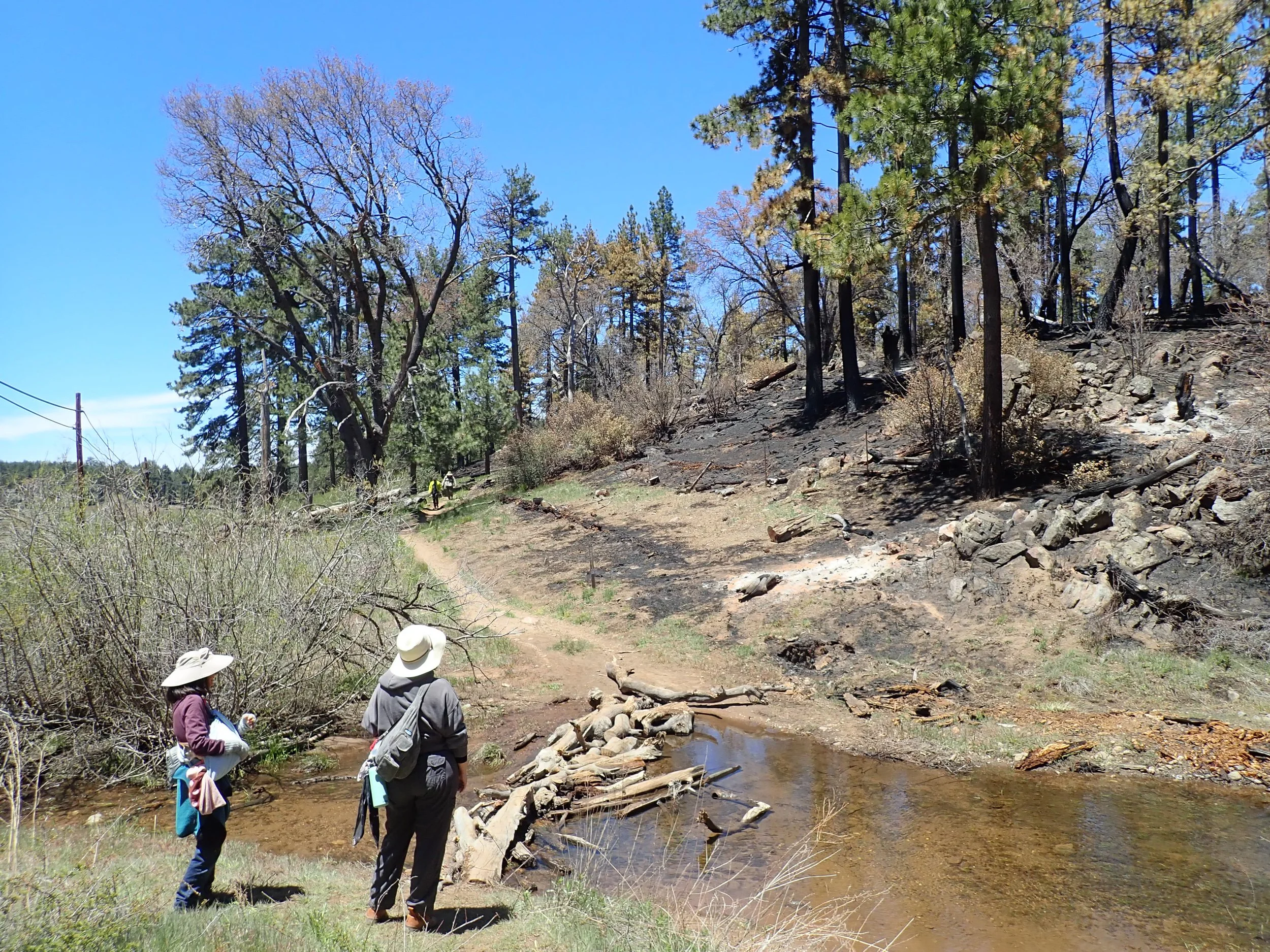 Recent Field Trips to Mt Laguna: A Cold Spring brings Extended Blooms ...