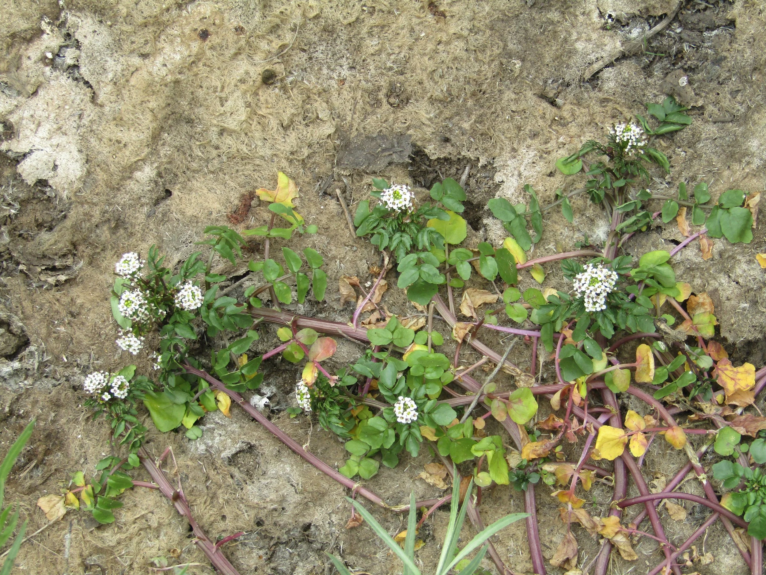 Restoration Update: Watercress (Nasturtium officinale) - San Diego ...