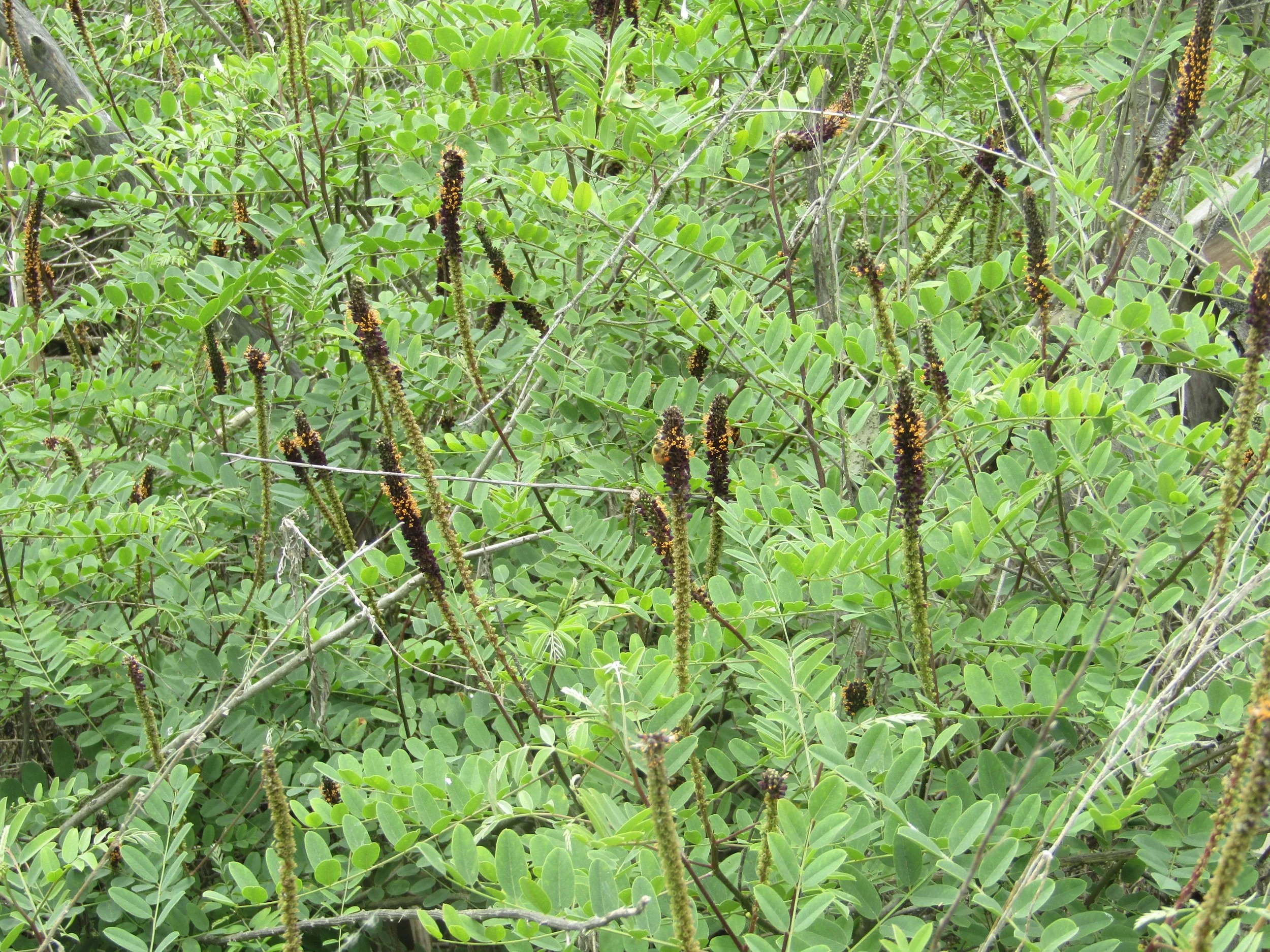 Restoration Update: CA False Indigo - San Diego chapter - CNPS