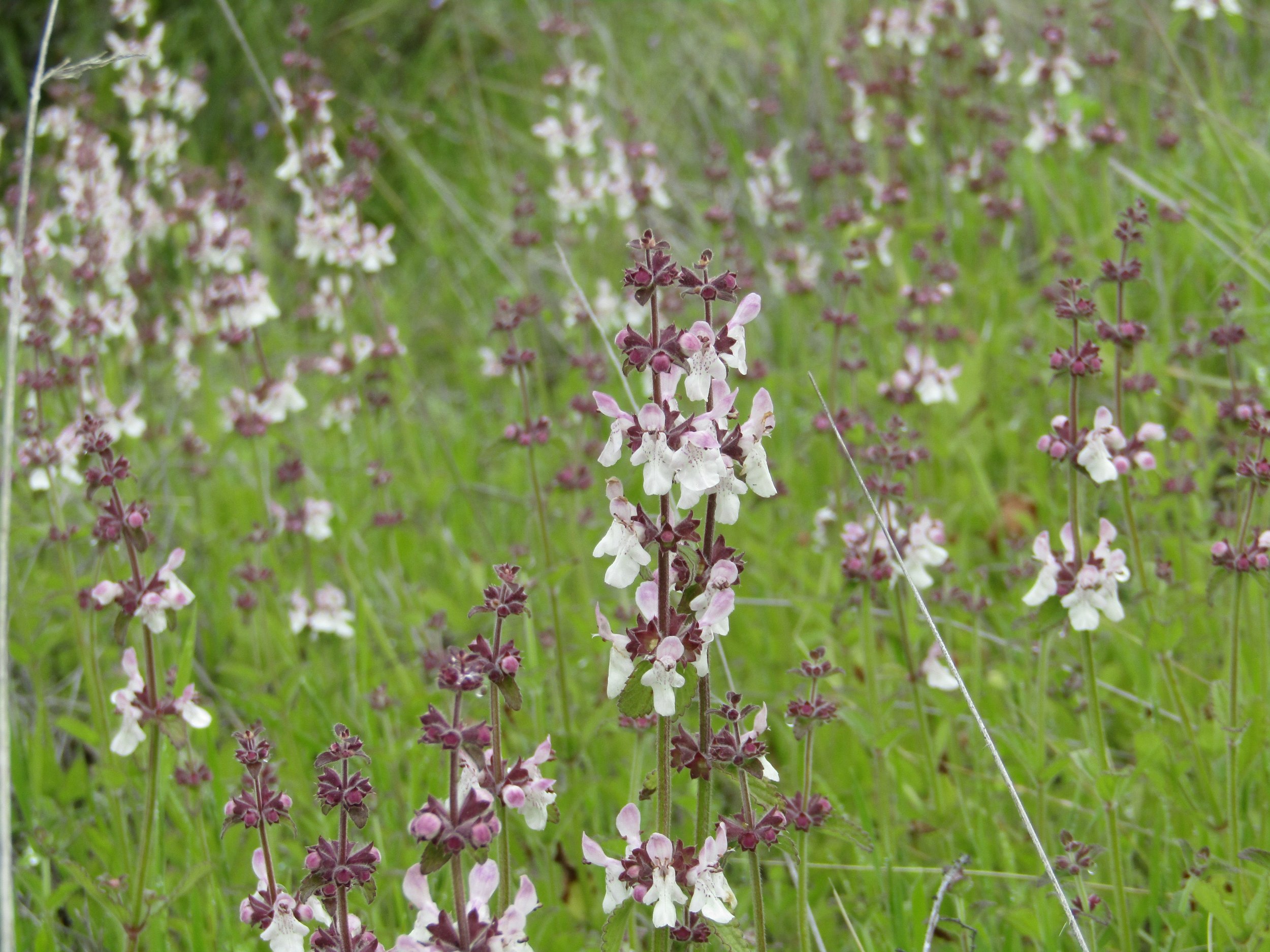 Restoration Update - San Diego chapter - CNPS