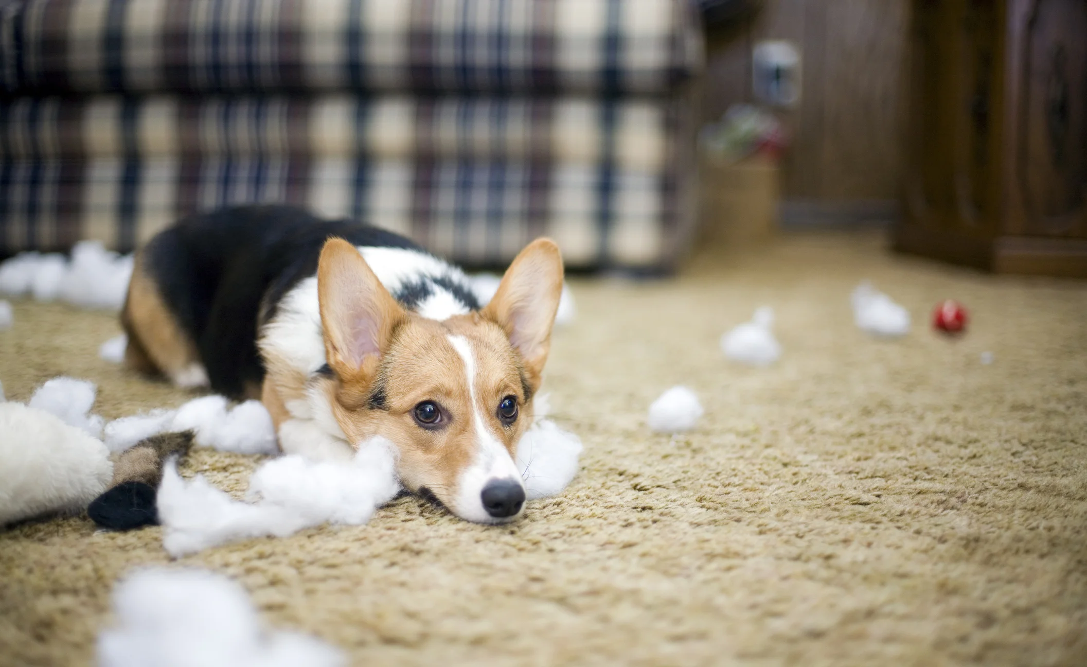 How To Train A Dog A Dog Against Bad Behavior