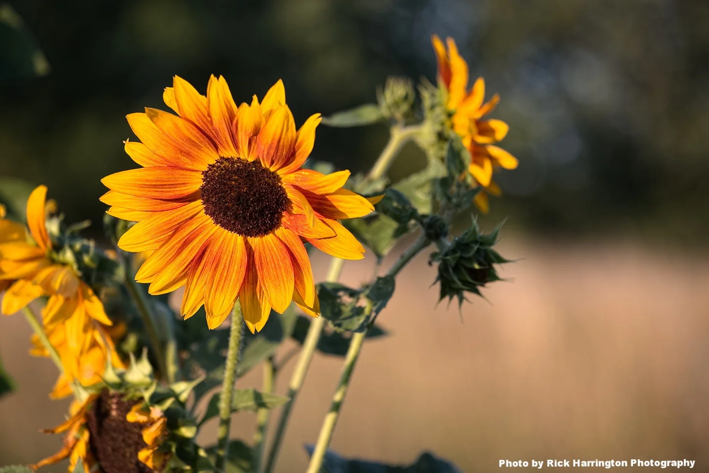 Muddy Roots Farm, LLC