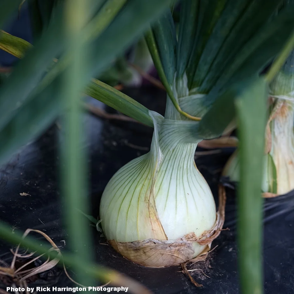 Muddy Roots Farm, LLC