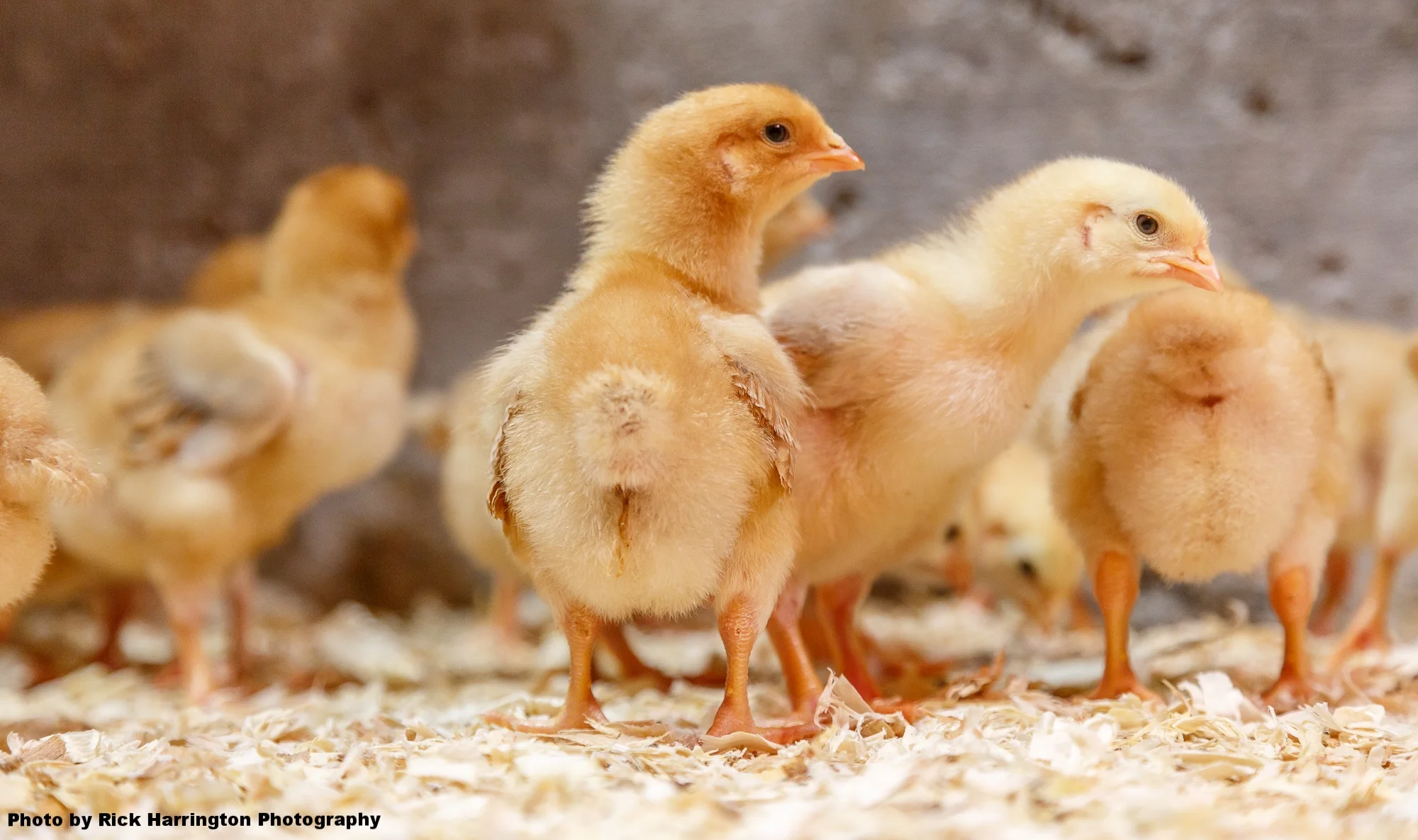 Muddy Roots Farm, LLC