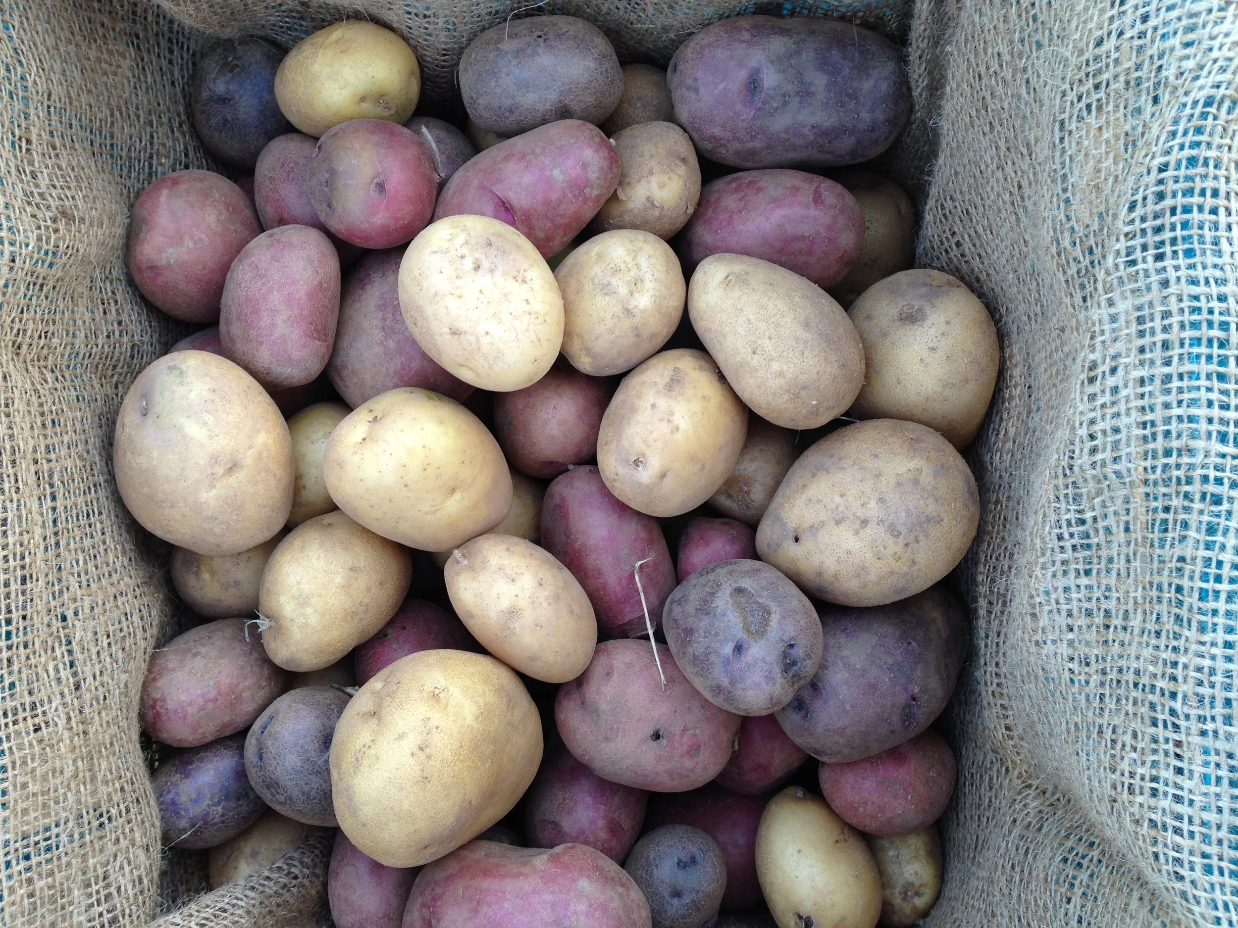 Vegetables — Muddy Roots Farm, LLC