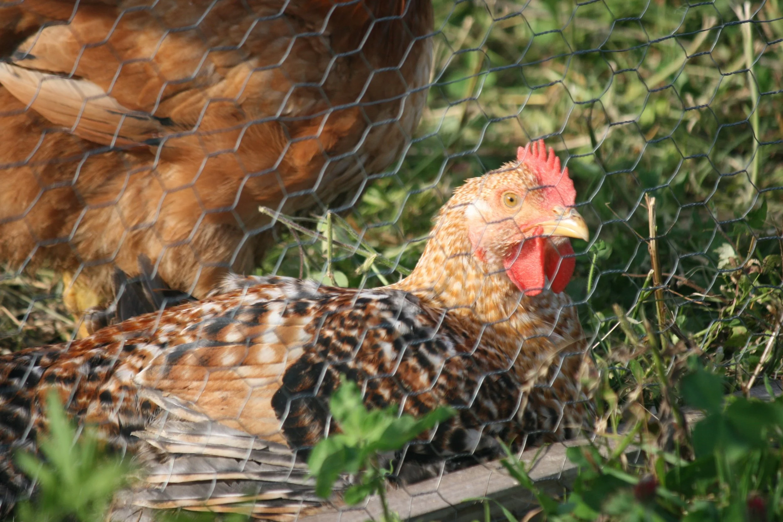 Muddy Roots Farm, LLC