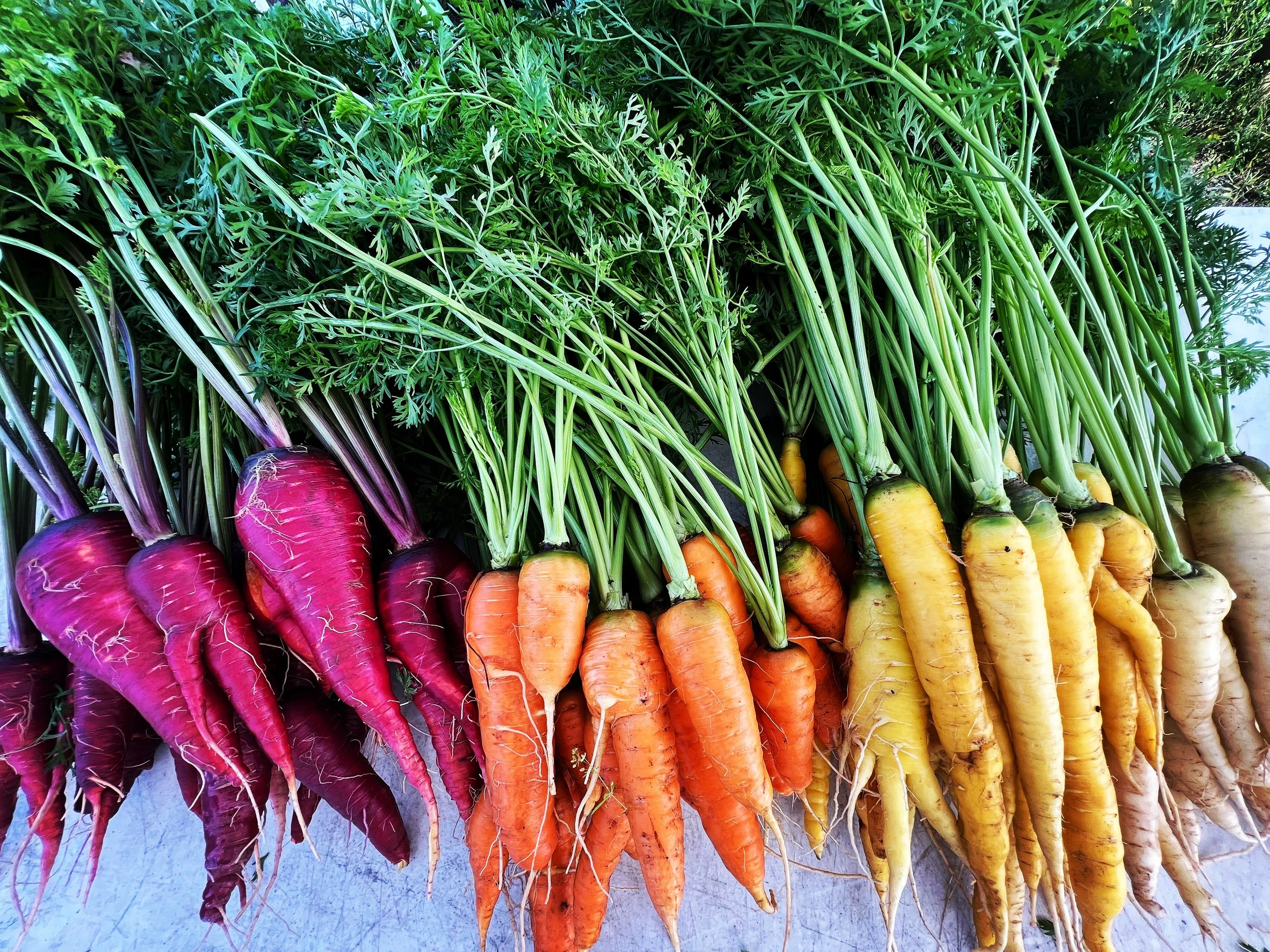 Muddy Roots Farm, LLC