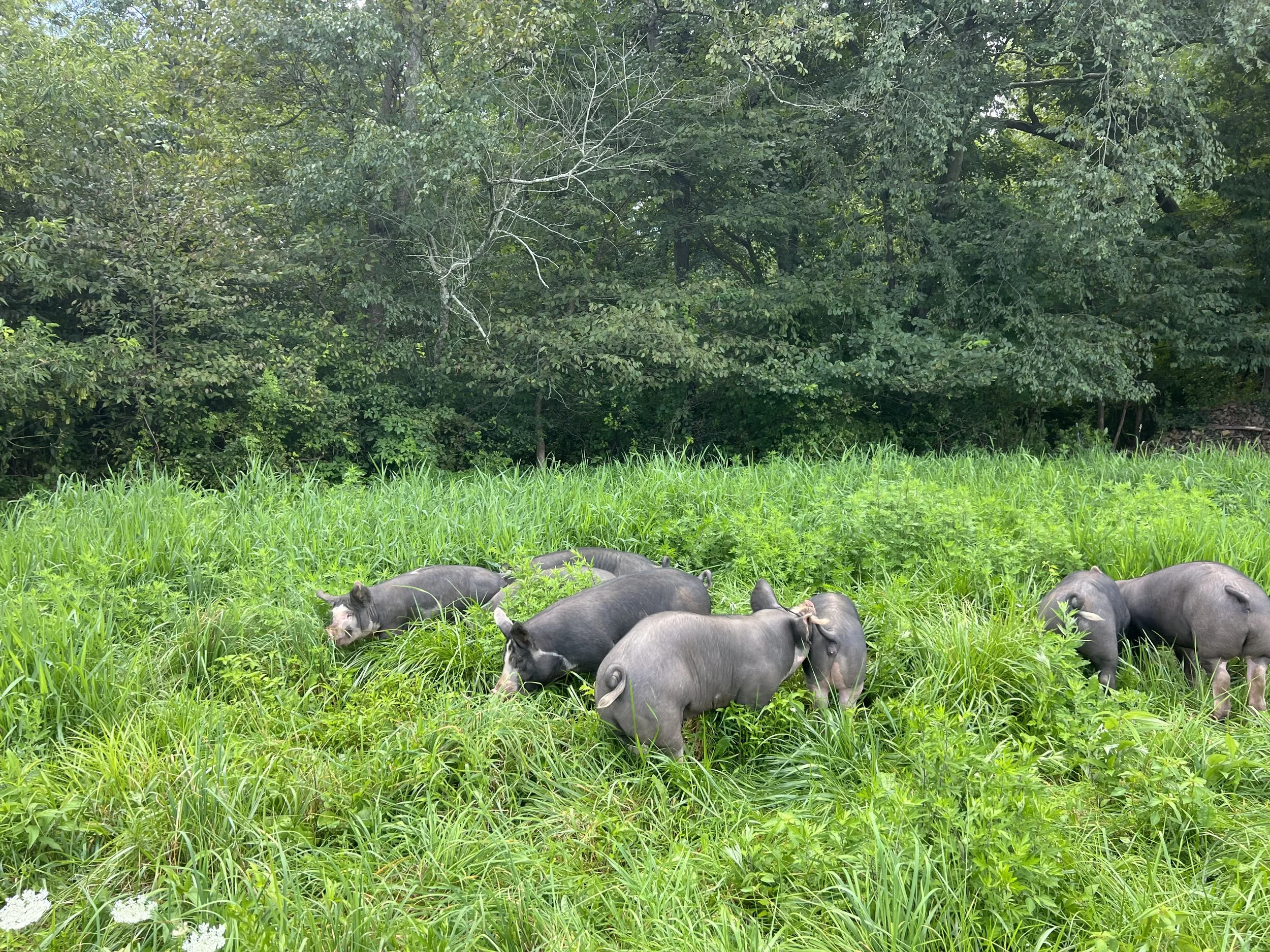 Muddy Roots Farm, LLC