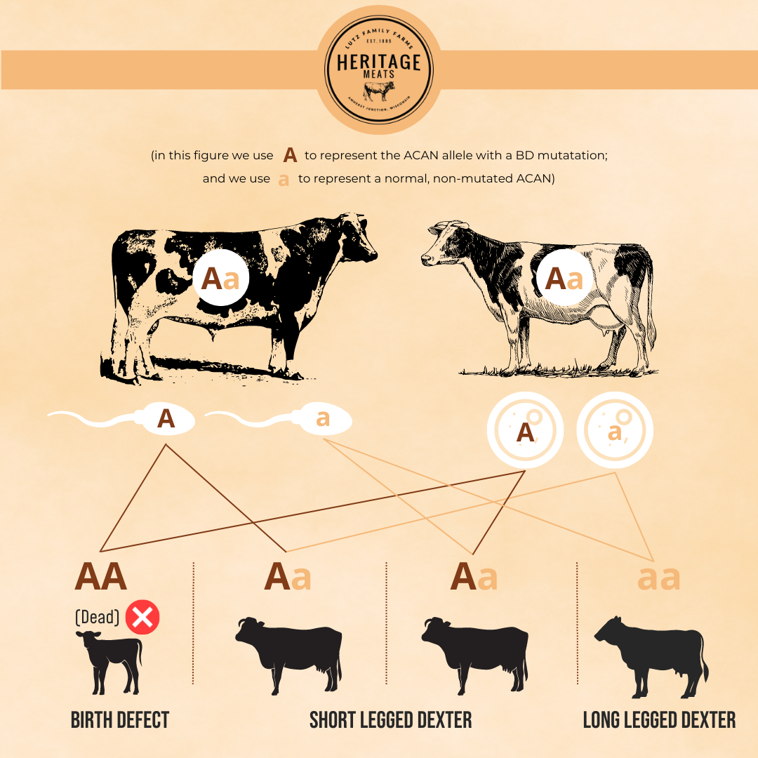 Lutz Family Farms Heritage Meats - Grass Fed Beef & Pastured Pork