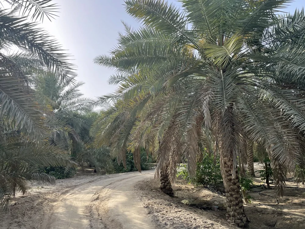 Al-Ahsa Oasis