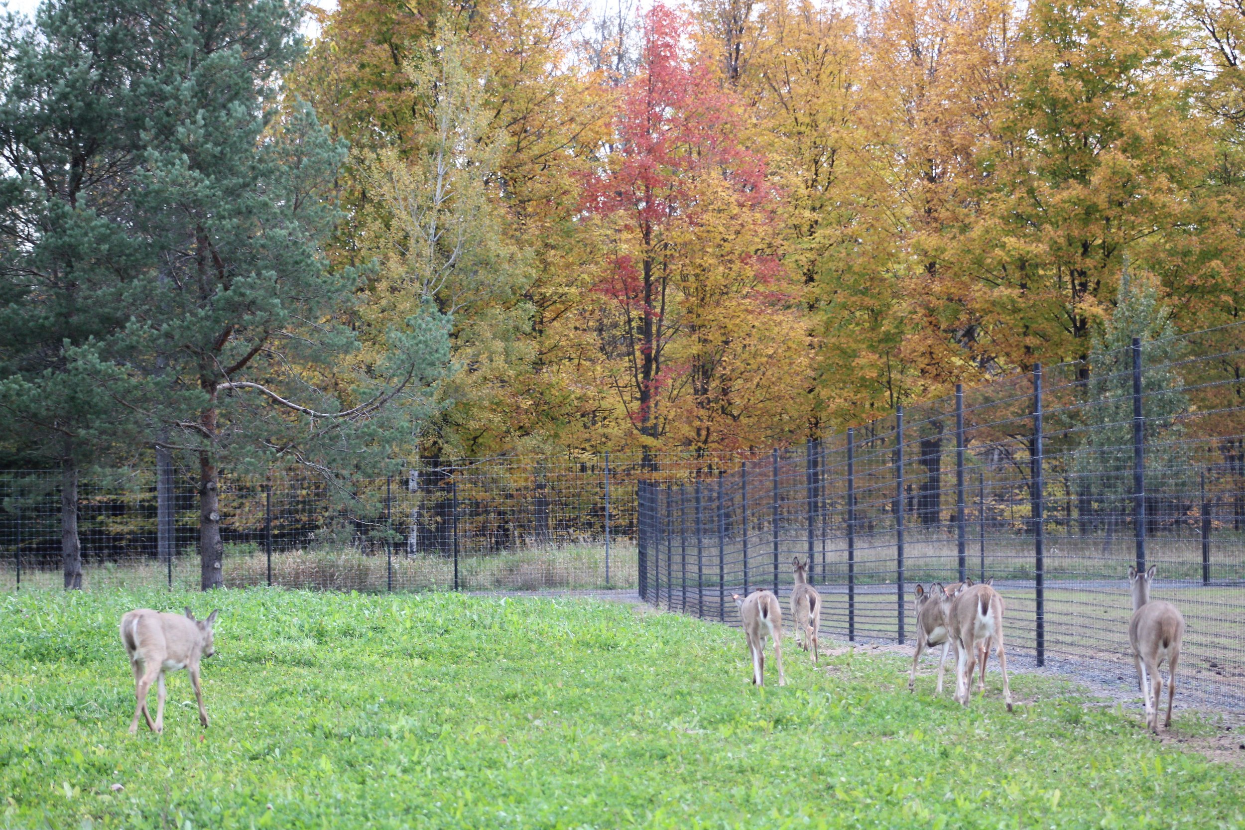 Our Facility — Wide & High Whitetails