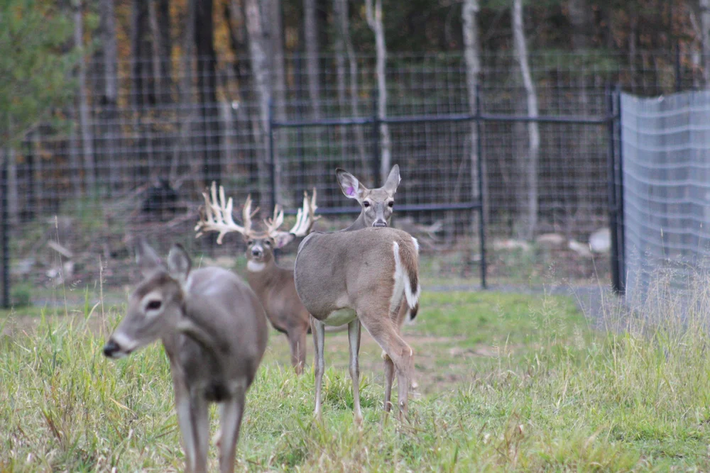 Our Facility — Wide & High Whitetails