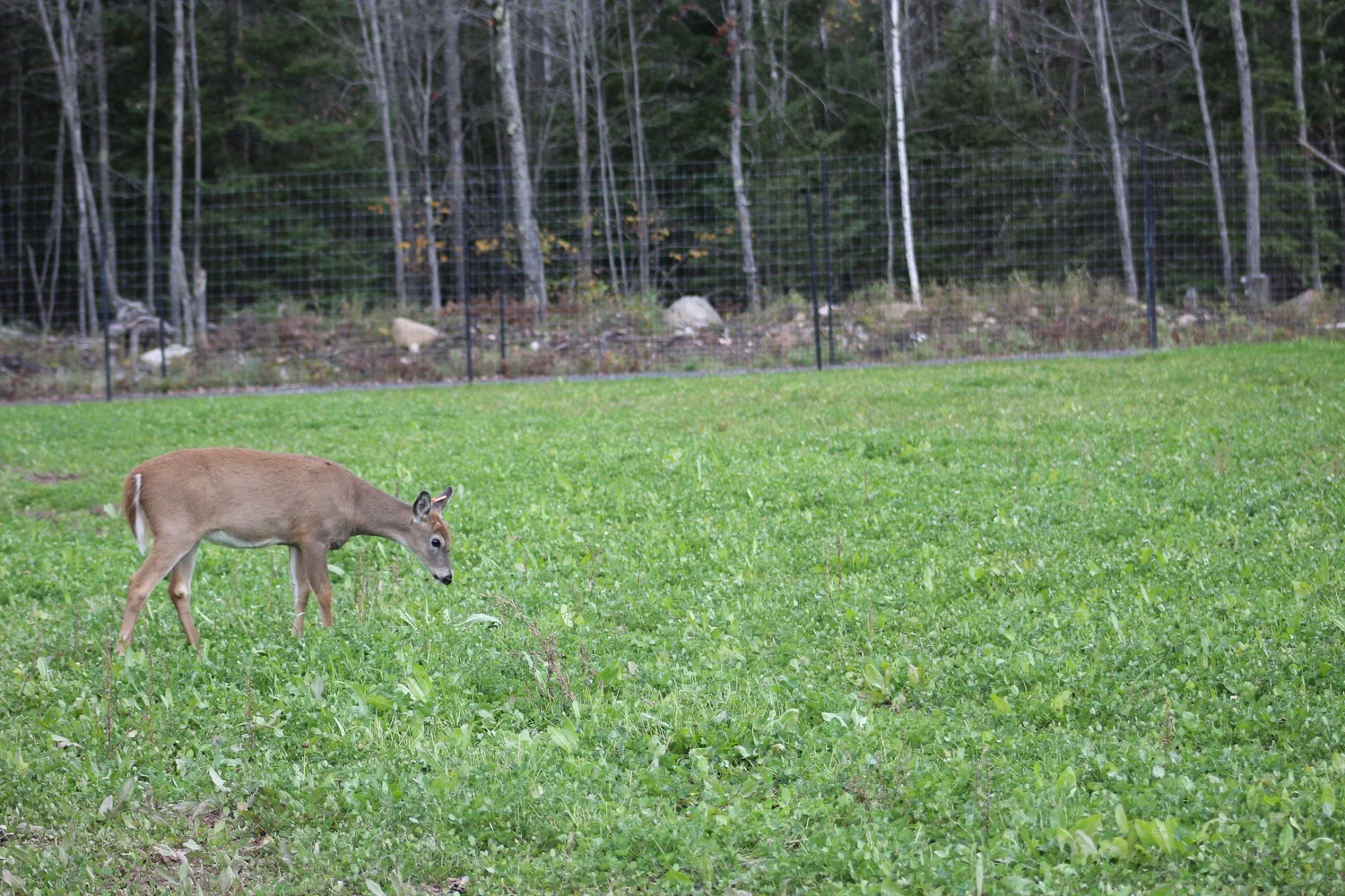 Our Facility — Wide & High Whitetails
