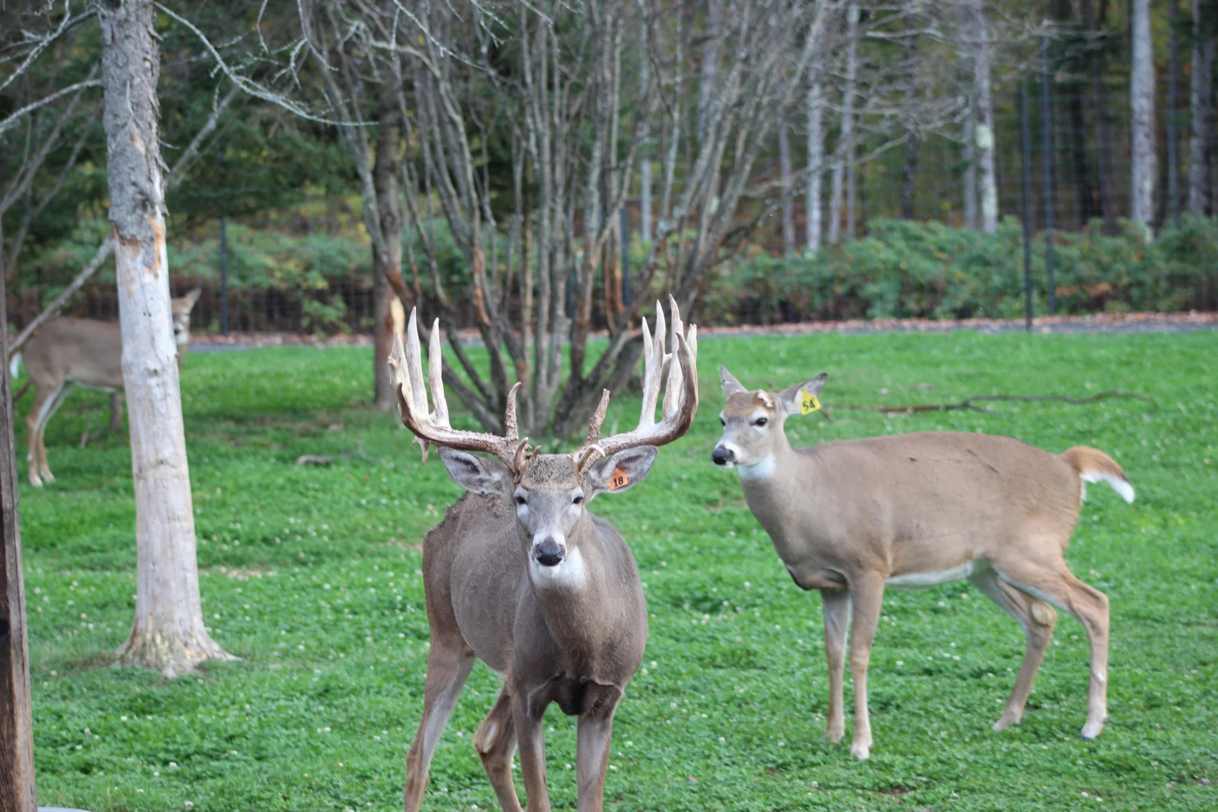 Breeder Bucks — Wide & High Whitetails
