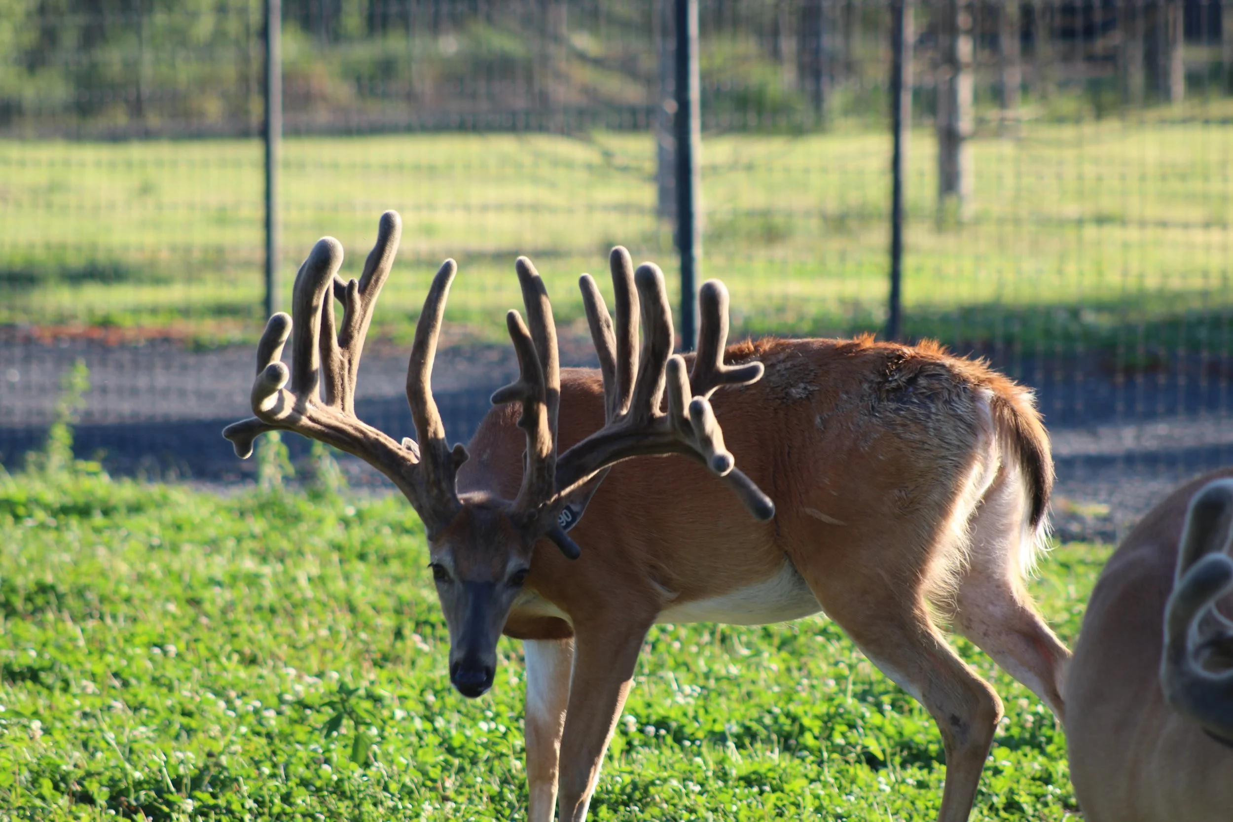 Breeder Bucks — Wide & High Whitetails