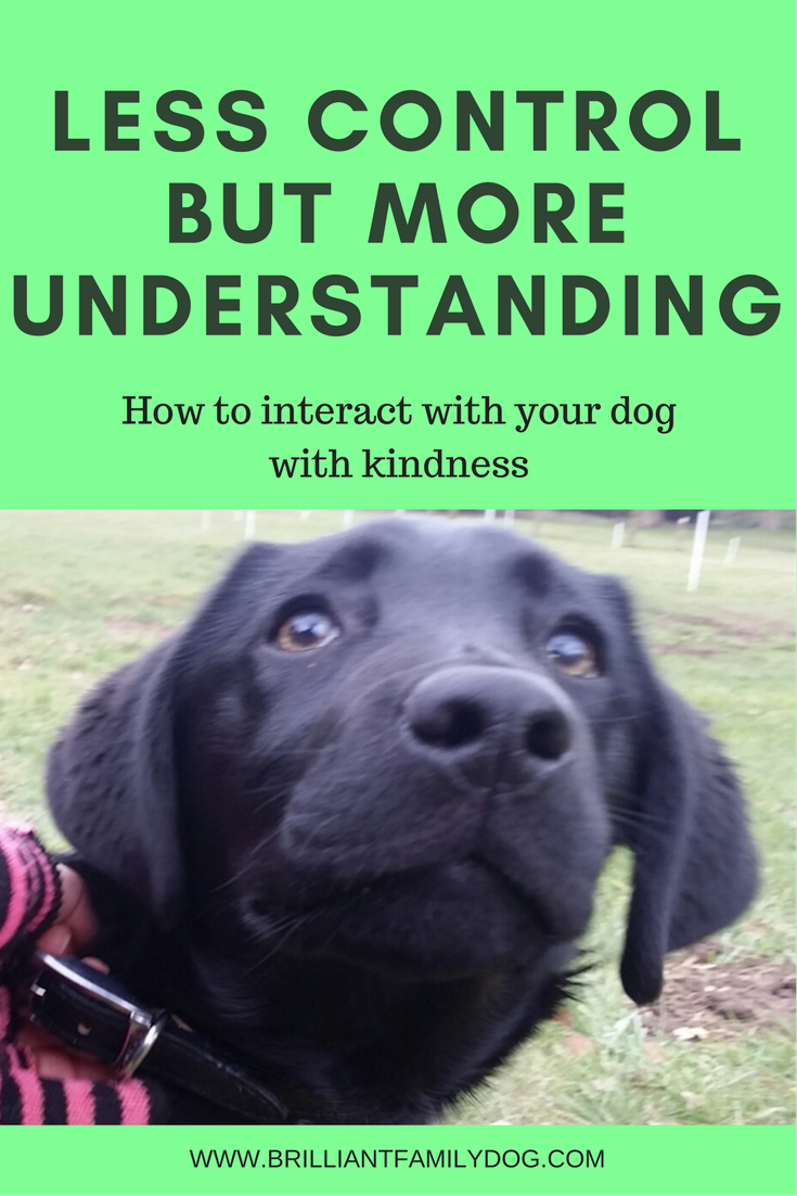 Less control but more understanding saved this rescue dog — Brilliant ...