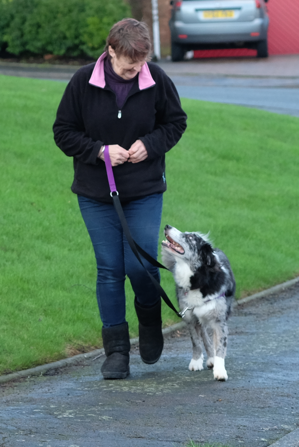Is walking two dogs the same as walking one dog? — Brilliant Family Dog