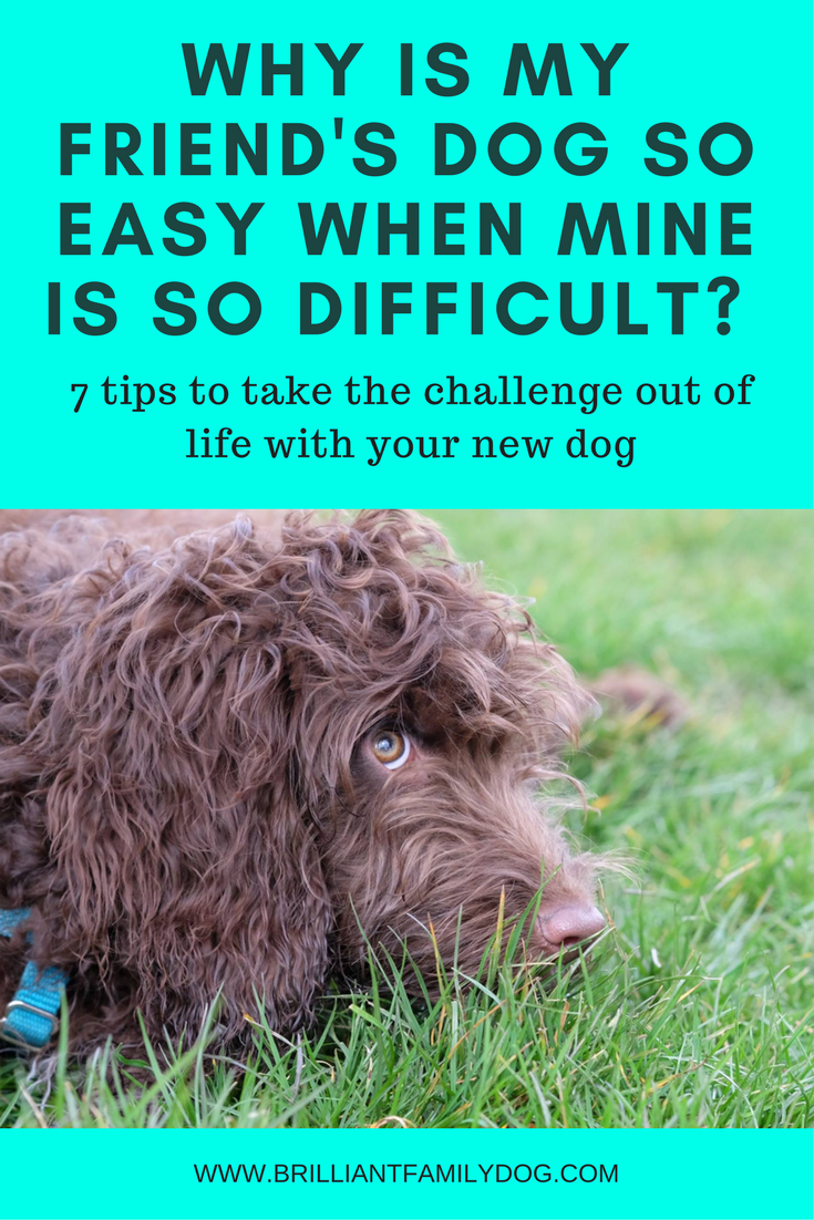 Why is my friend's dog so easy when mine is so difficult? 7 tips to ...