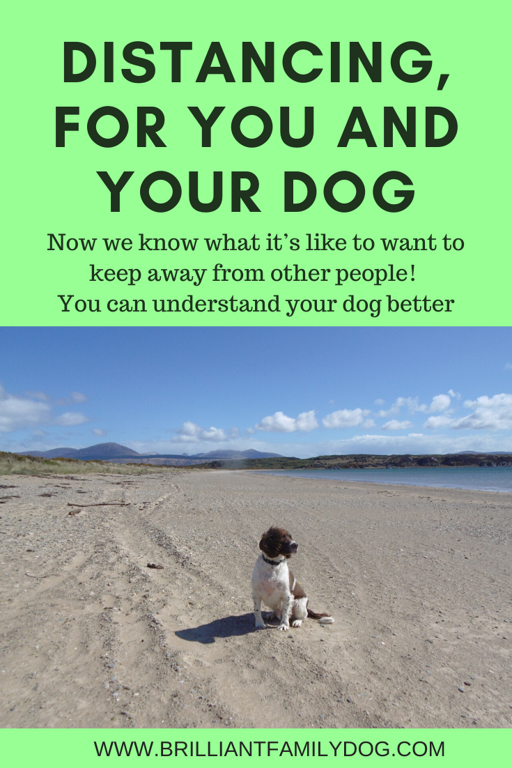 Distancing - for dogs and us — Brilliant Family Dog