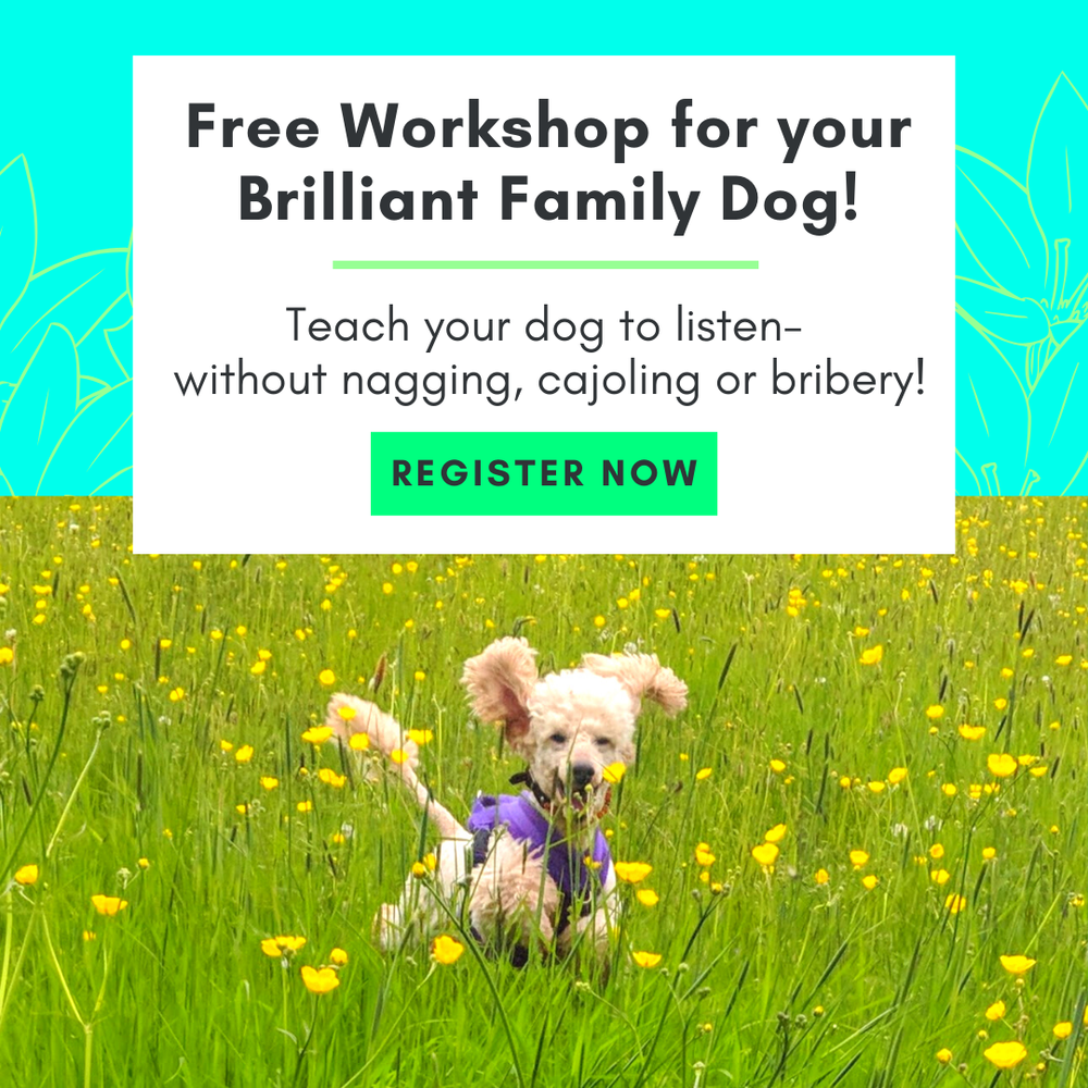 Choosing a Puppy, Part 1 — Brilliant Family Dog