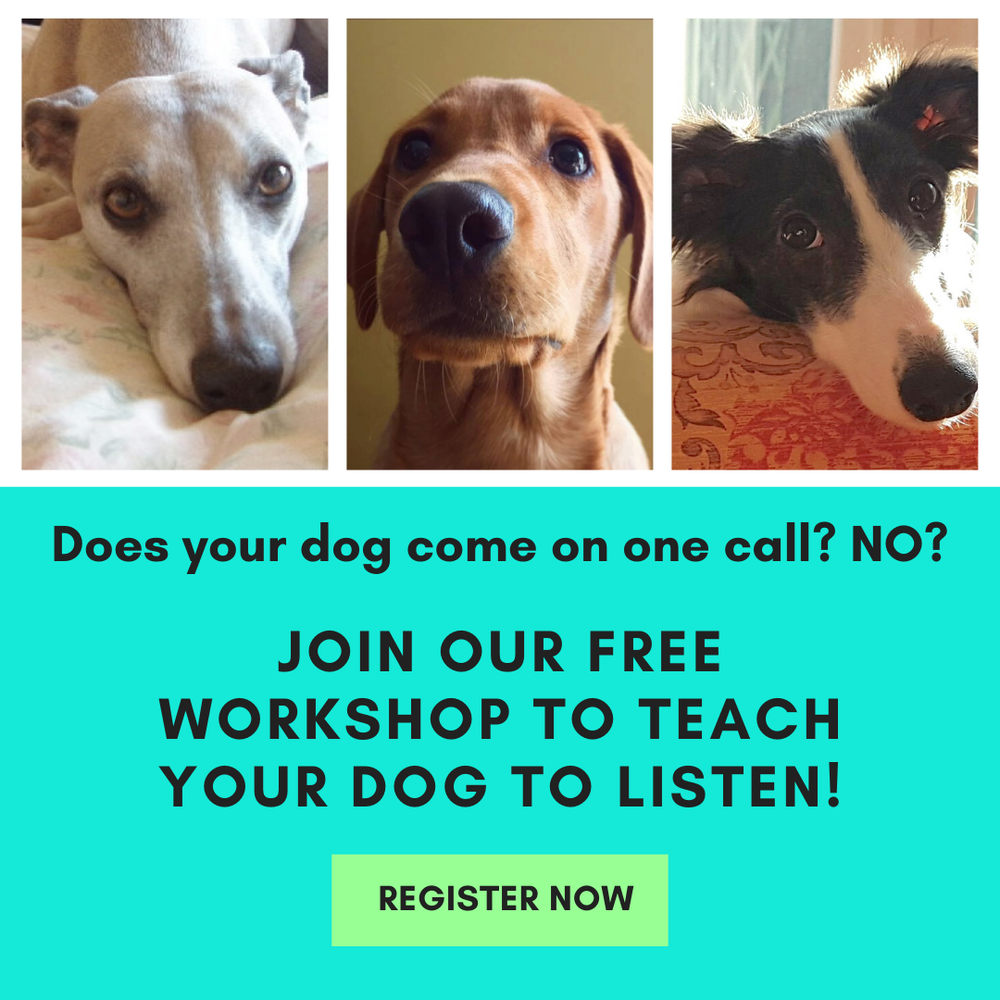 10 Tips for creating a great vet visit for your dog — Brilliant Family Dog