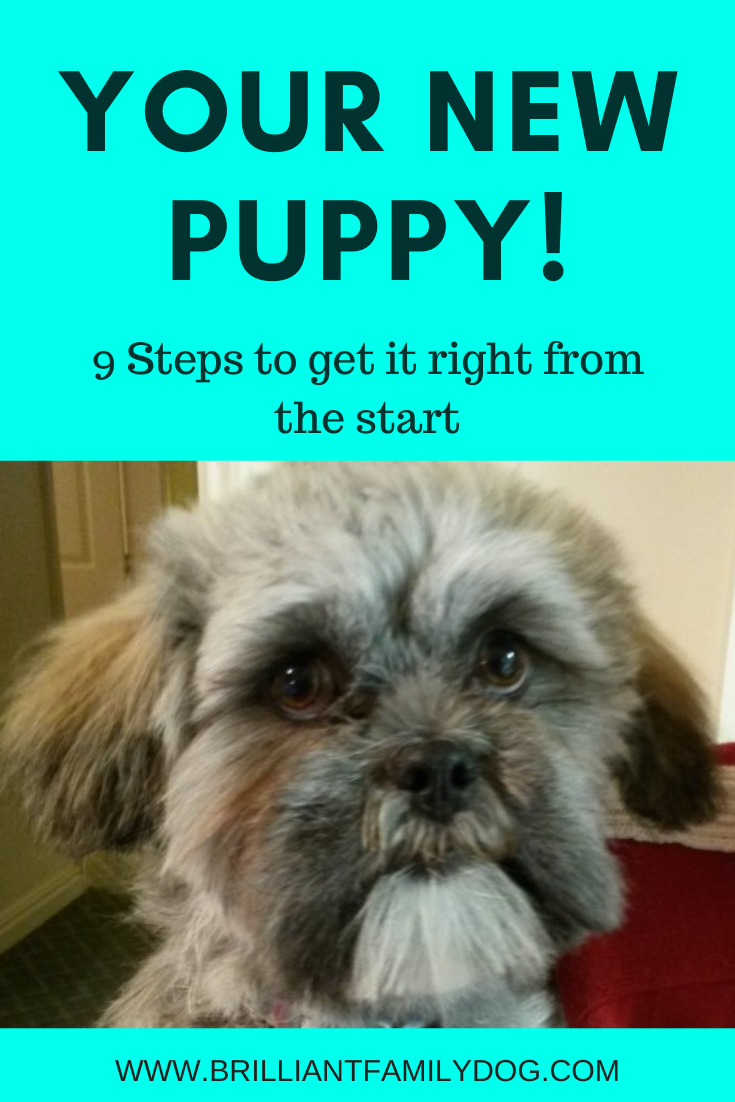 YOUR NEW PUPPY – 9 STEPS TO GET IT RIGHT FROM THE START — Brilliant ...