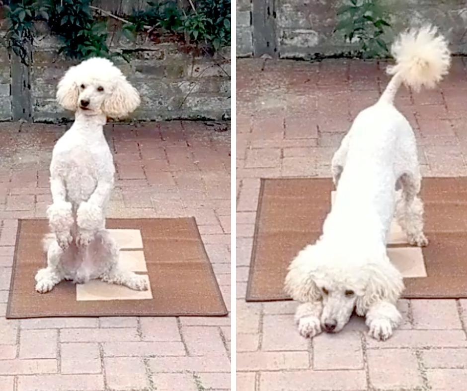 Dog Tricks! Fun for all of us — Brilliant Family Dog