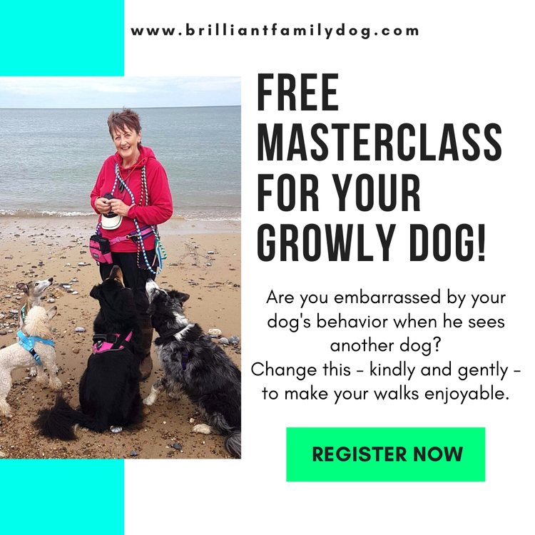 Have you got a reactive, anxious, Growly, Dog? — Brilliant Family Dog