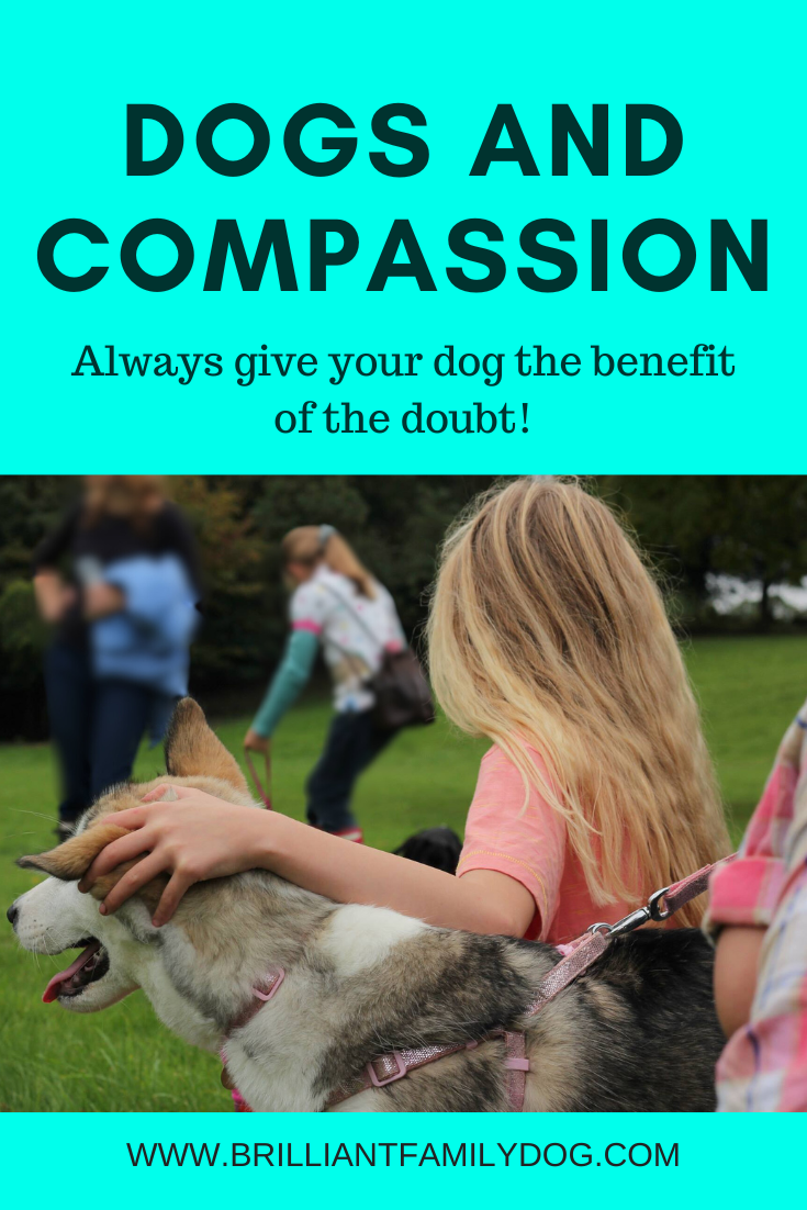 Judging your dog prevents true compassion — Brilliant Family Dog