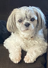 Have you got a reactive, anxious, Growly, Dog? — Brilliant Family Dog
