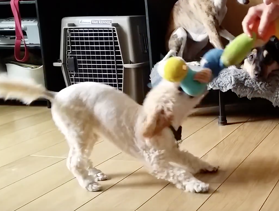 Teaching your dog impulse control through tug - 10 STEPS — Brilliant ...