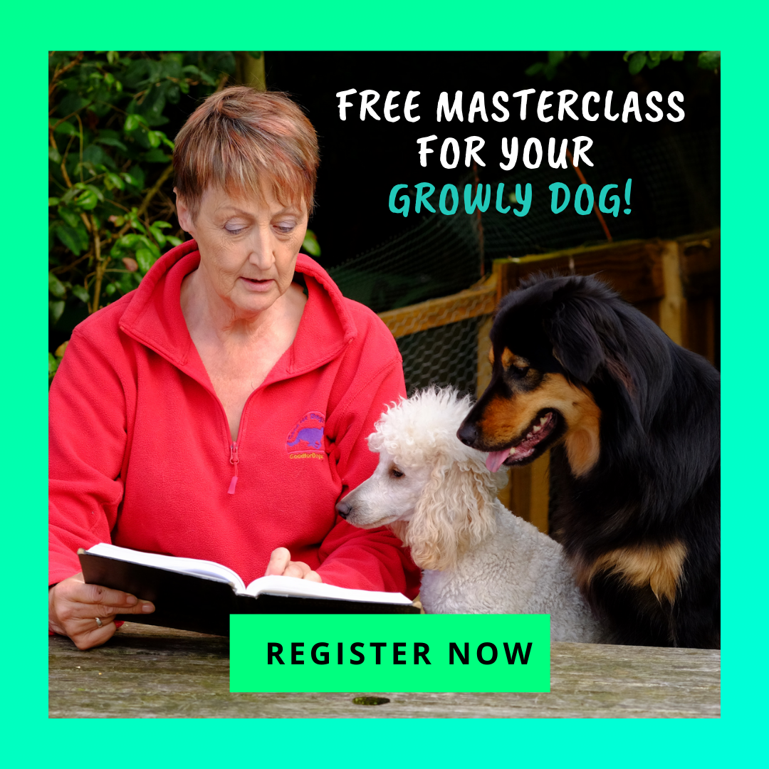 How best can you help your dog learn? — Brilliant Family Dog