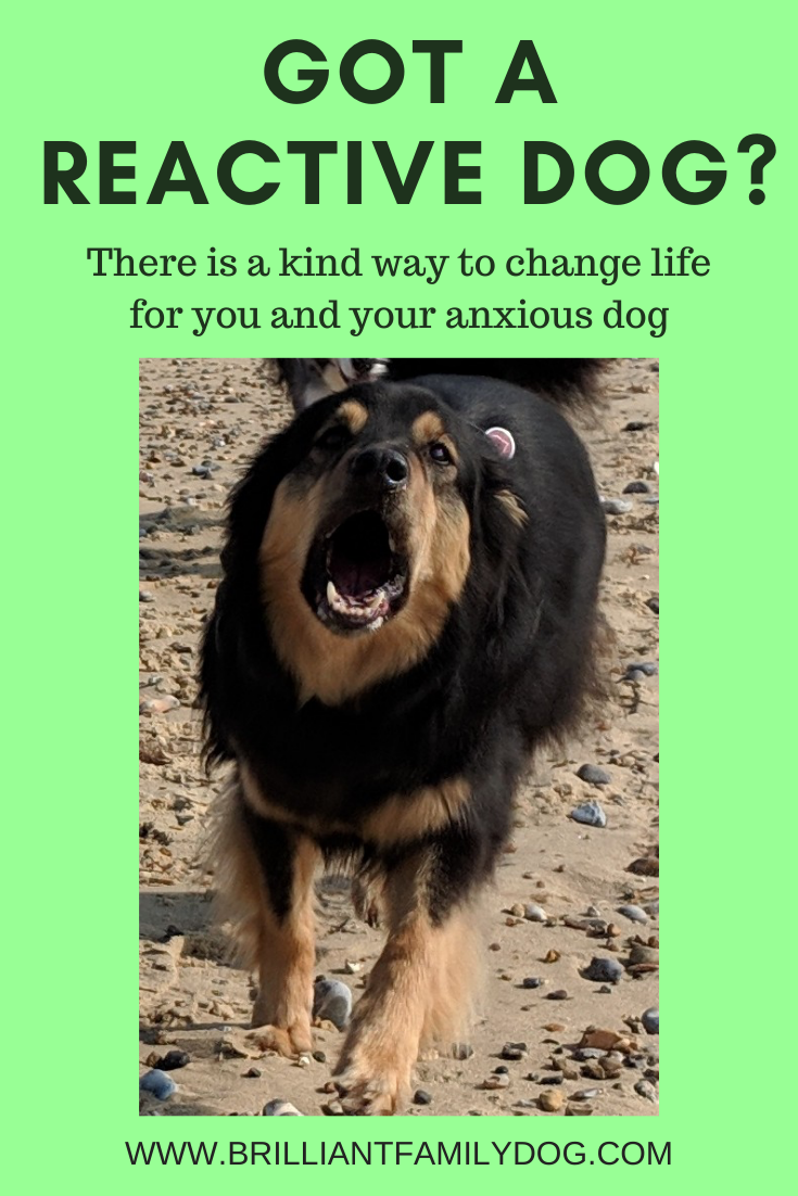 Got a reactive dog? — Brilliant Family Dog