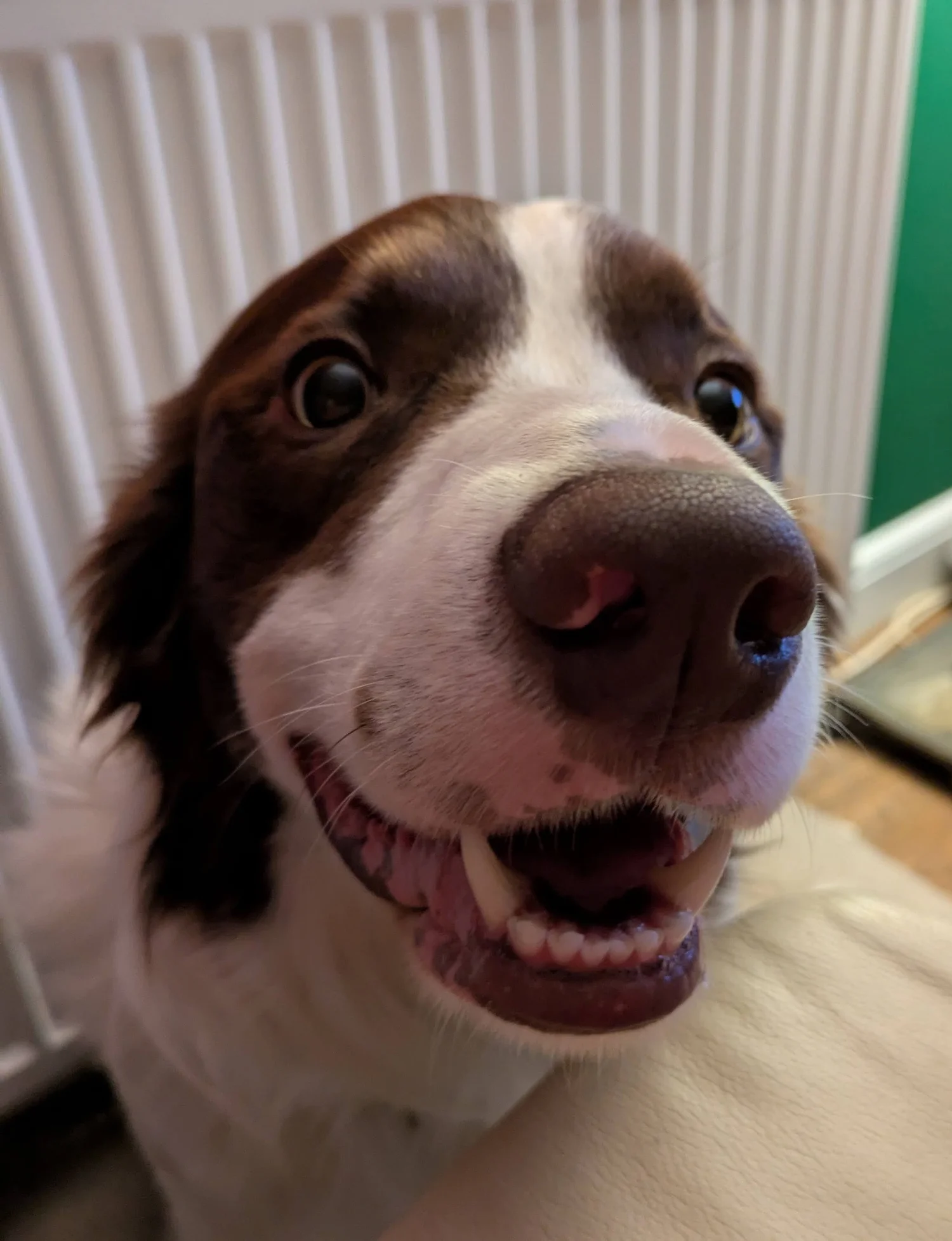 Brilliant Family Dog — Brilliant Family Dog