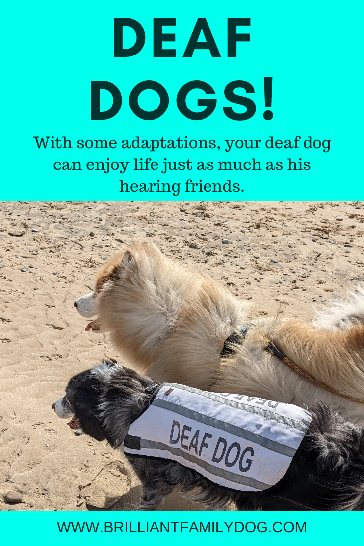 Deaf dogs! How we love ‘em! — Brilliant Family Dog