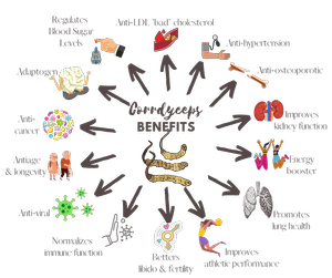 8 Benefits of Cordyceps, All Backed by Science — Hanne Robinson