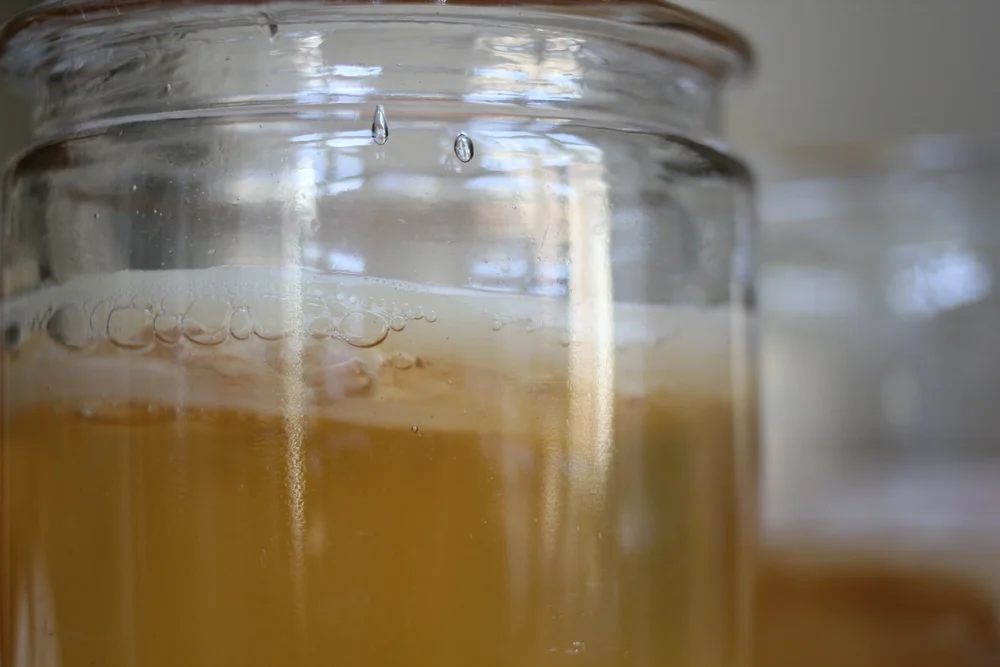 Kombucha - "The Tea of Immortality" — Hanne Robinson