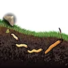 8 Benefits of Cordyceps, All Backed by Science — Hanne Robinson
