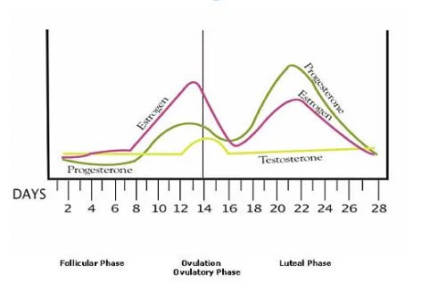 Hormones and Acne — Village Dermatology