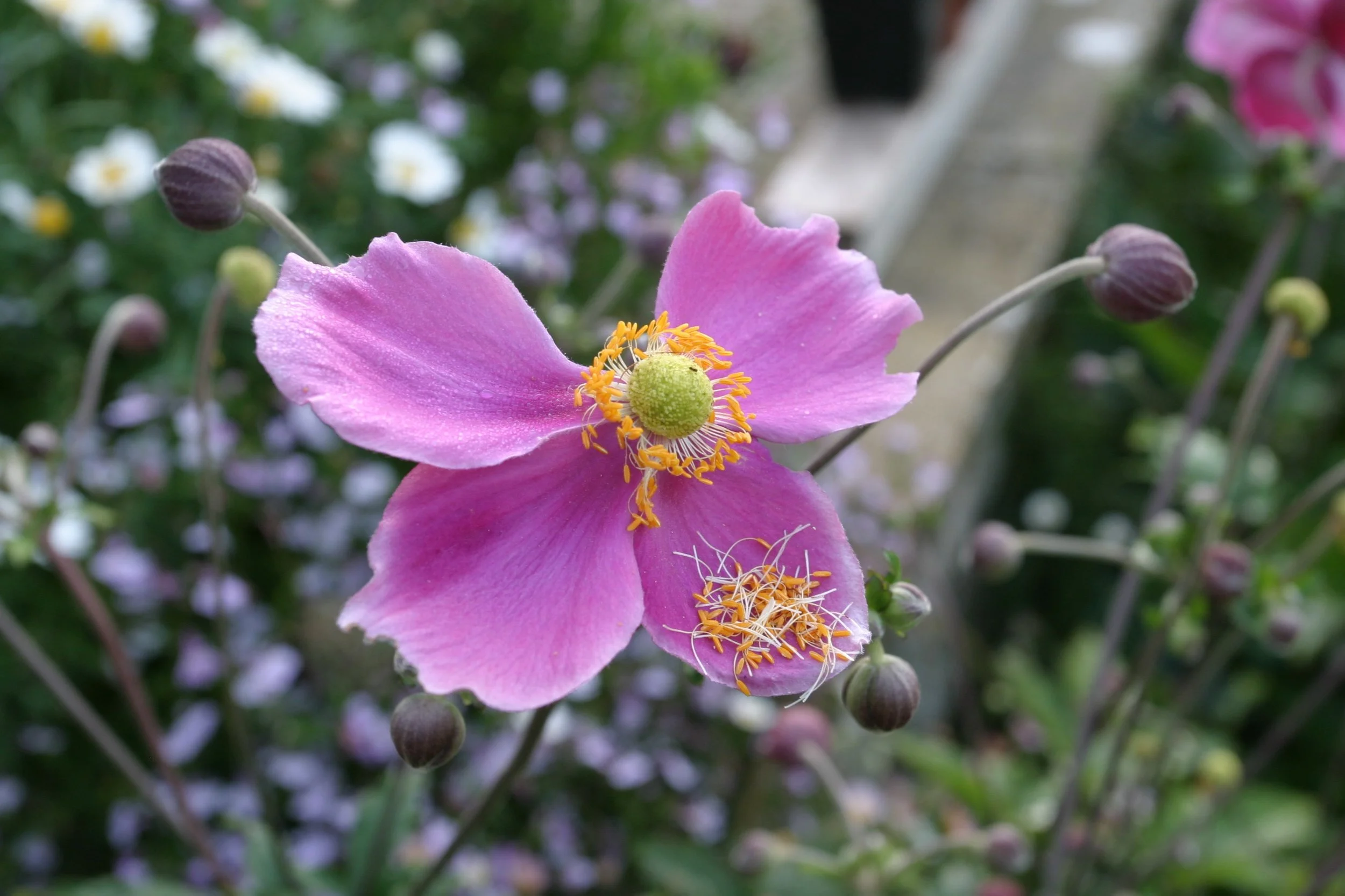 Plant Gallery — The Long House Garden