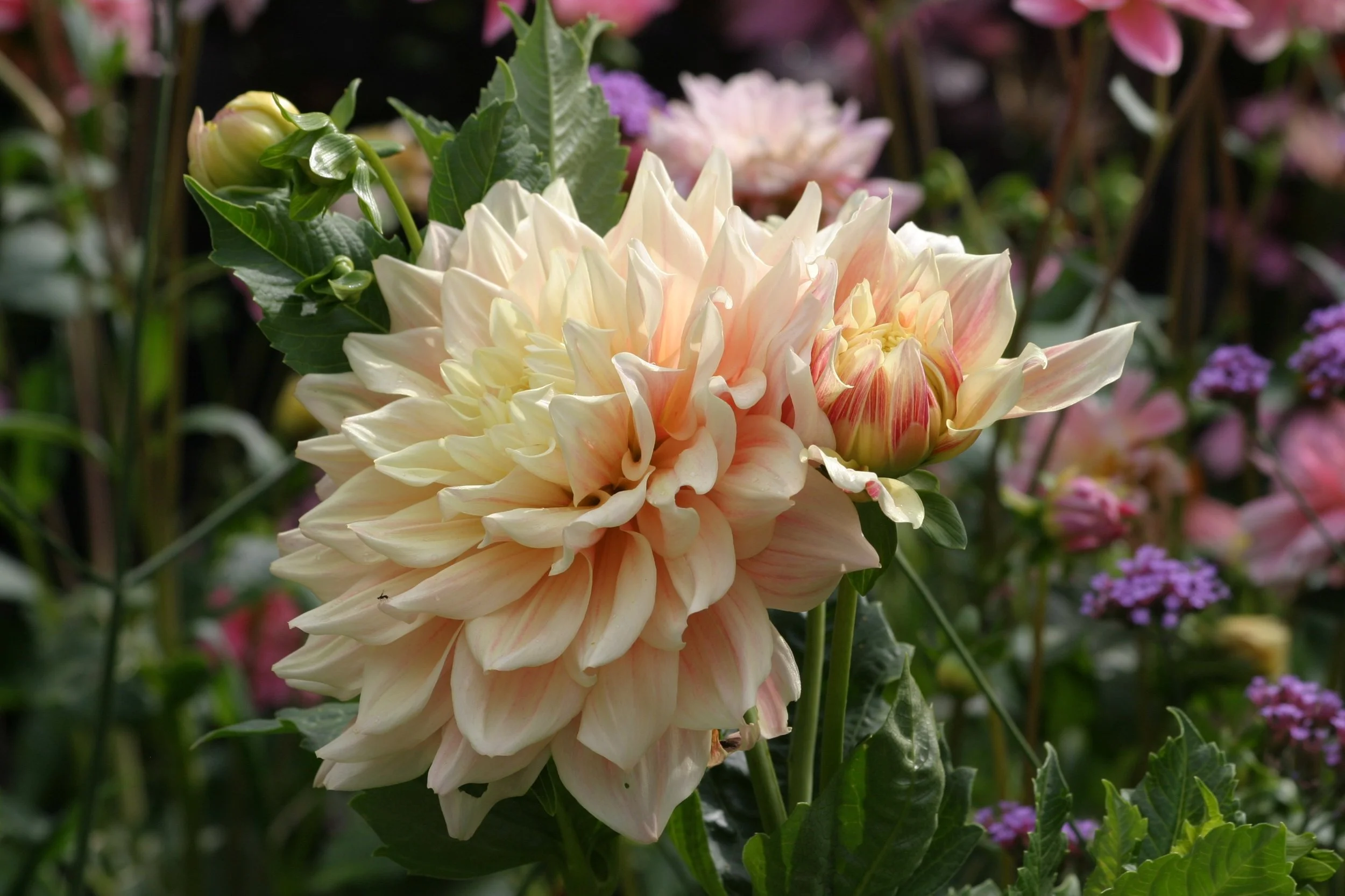 Plant Gallery — The Long House Garden