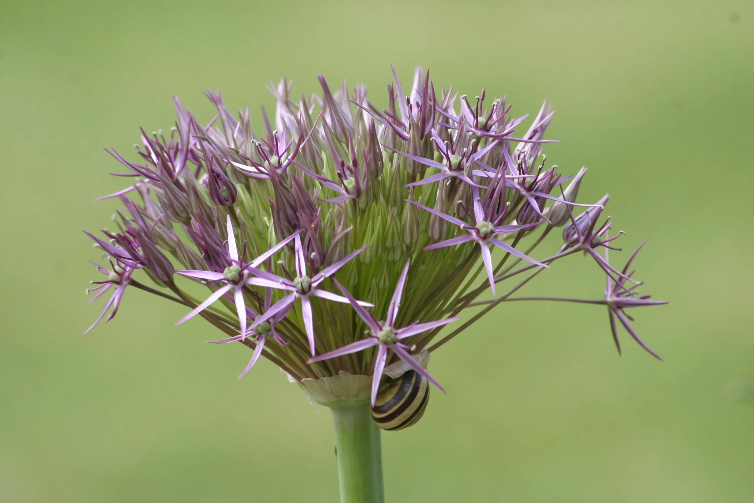 Plant Gallery — The Long House Garden