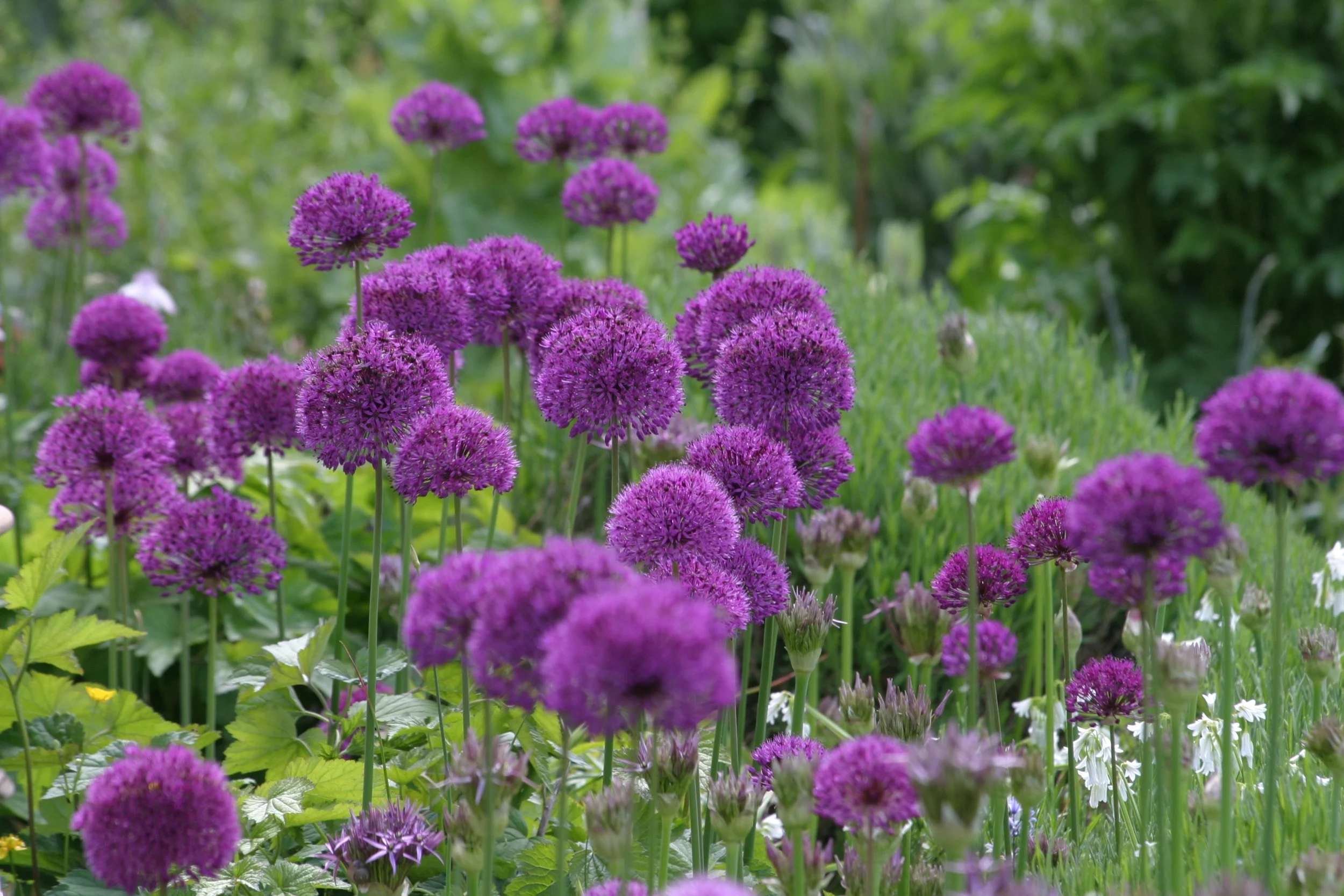 Plant Gallery — The Long House Garden