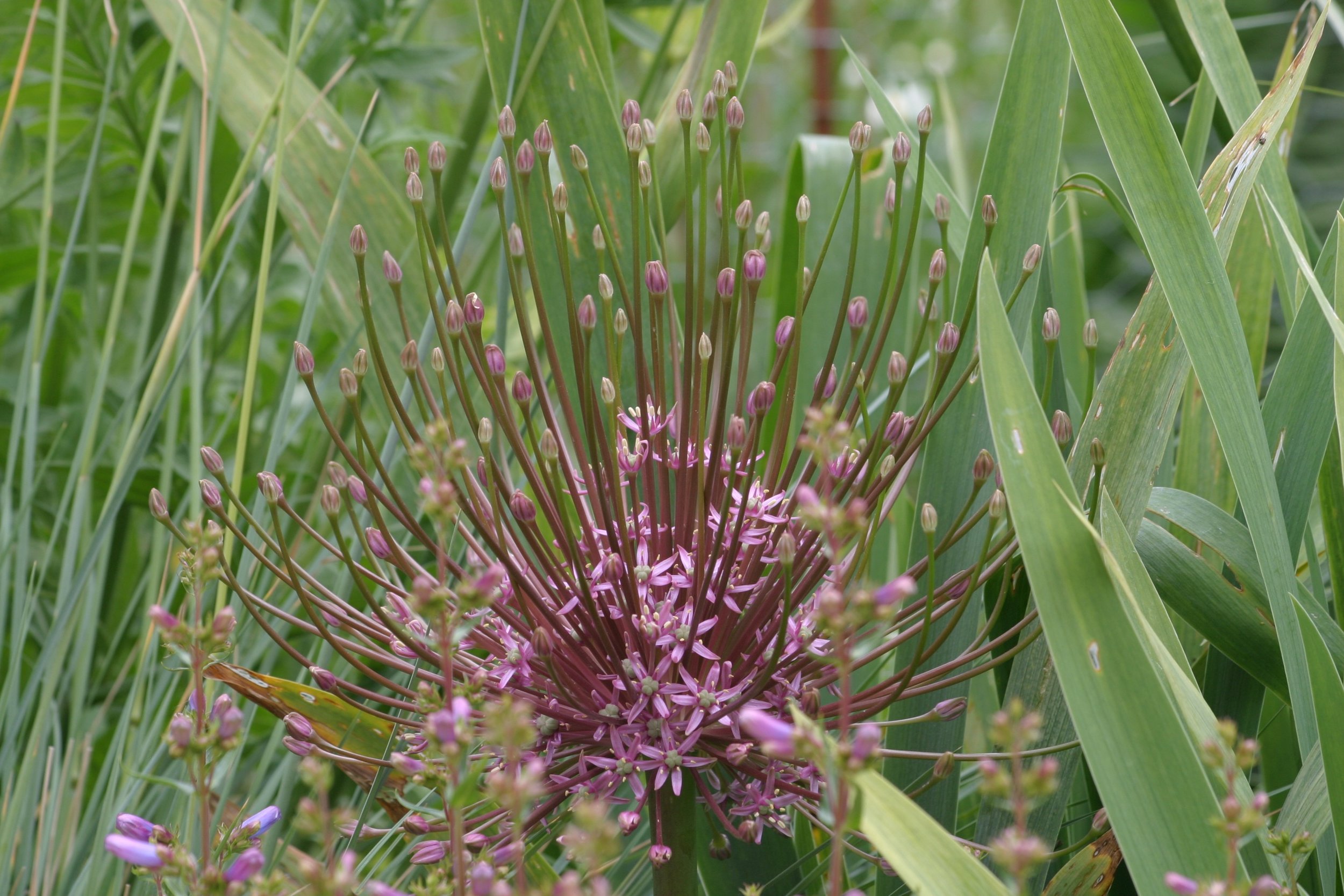 Plant Gallery — The Long House Garden